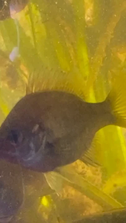 Fishing Tips for PNW | Scrolller