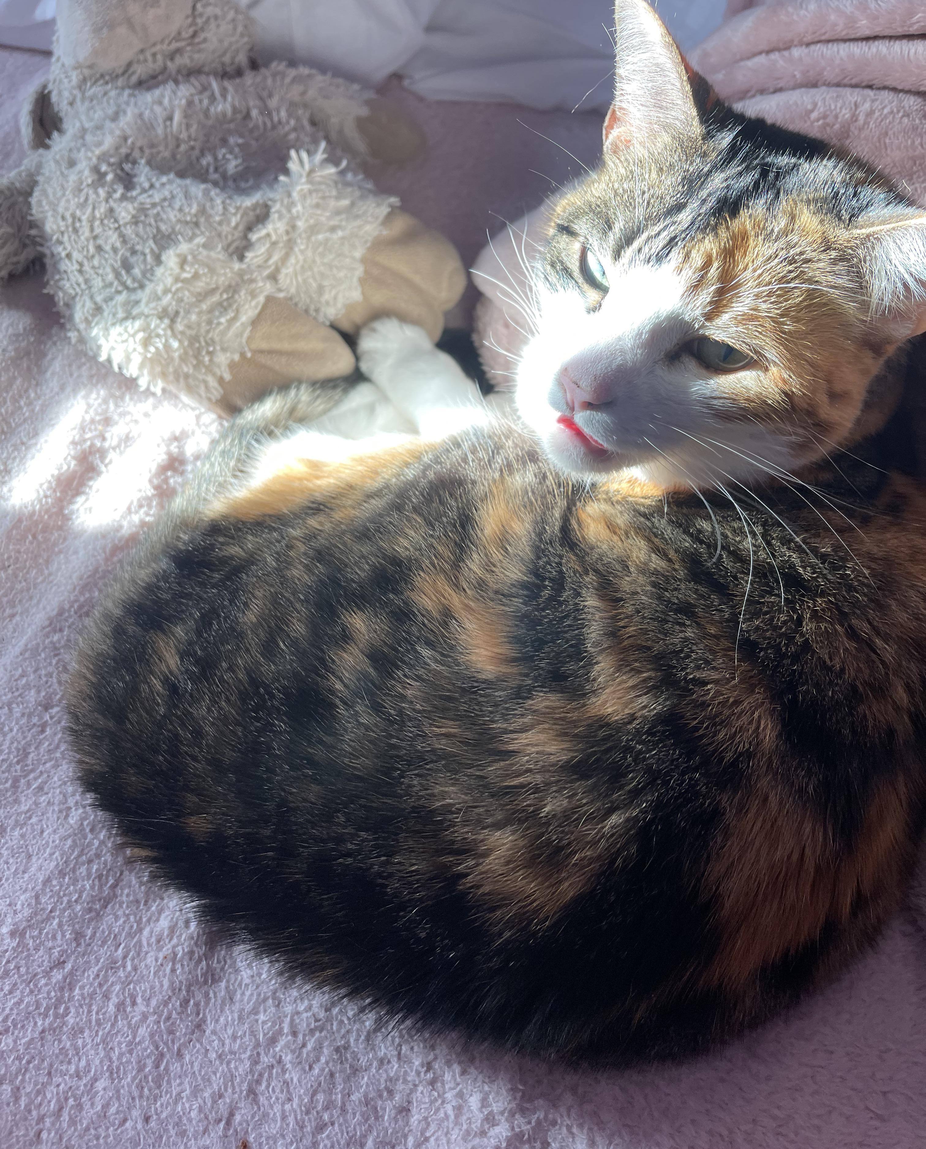 (OC) post nap Derp face | Scrolller