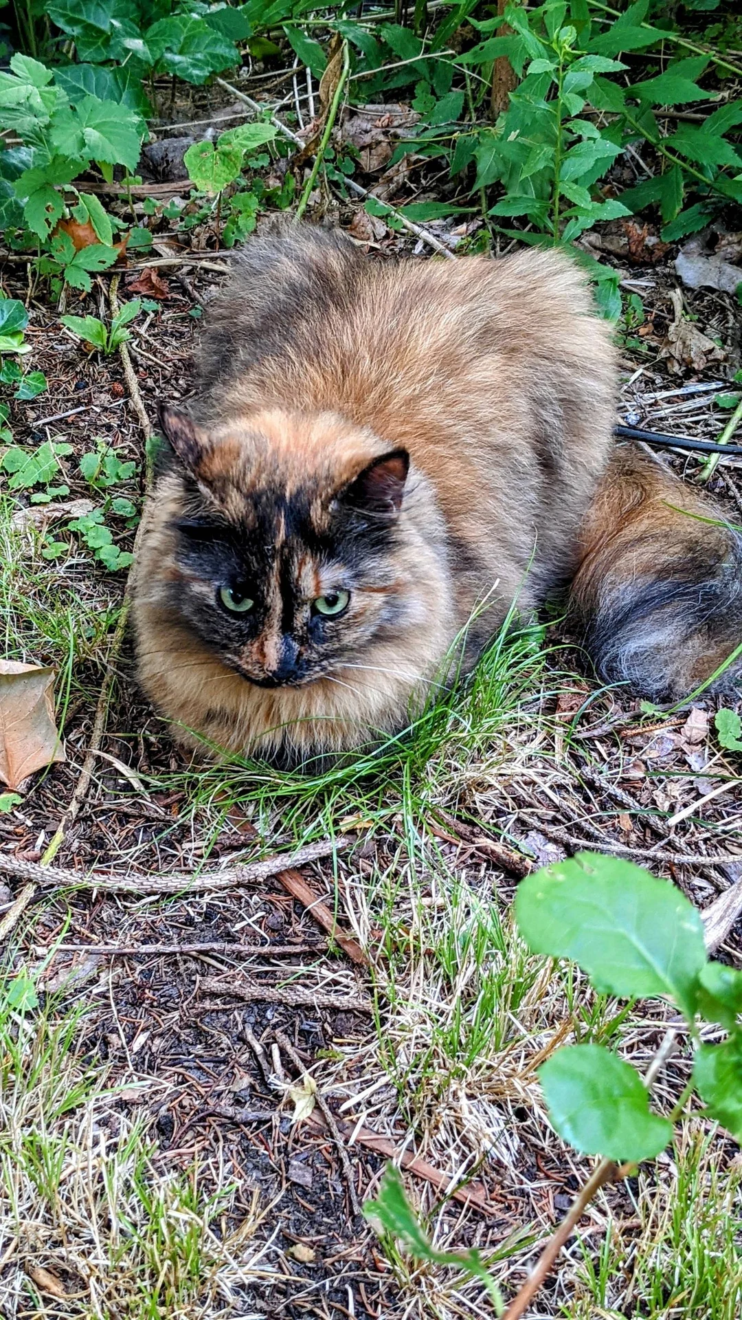 Nutmeg can rustic loaf with the best of em | Scrolller