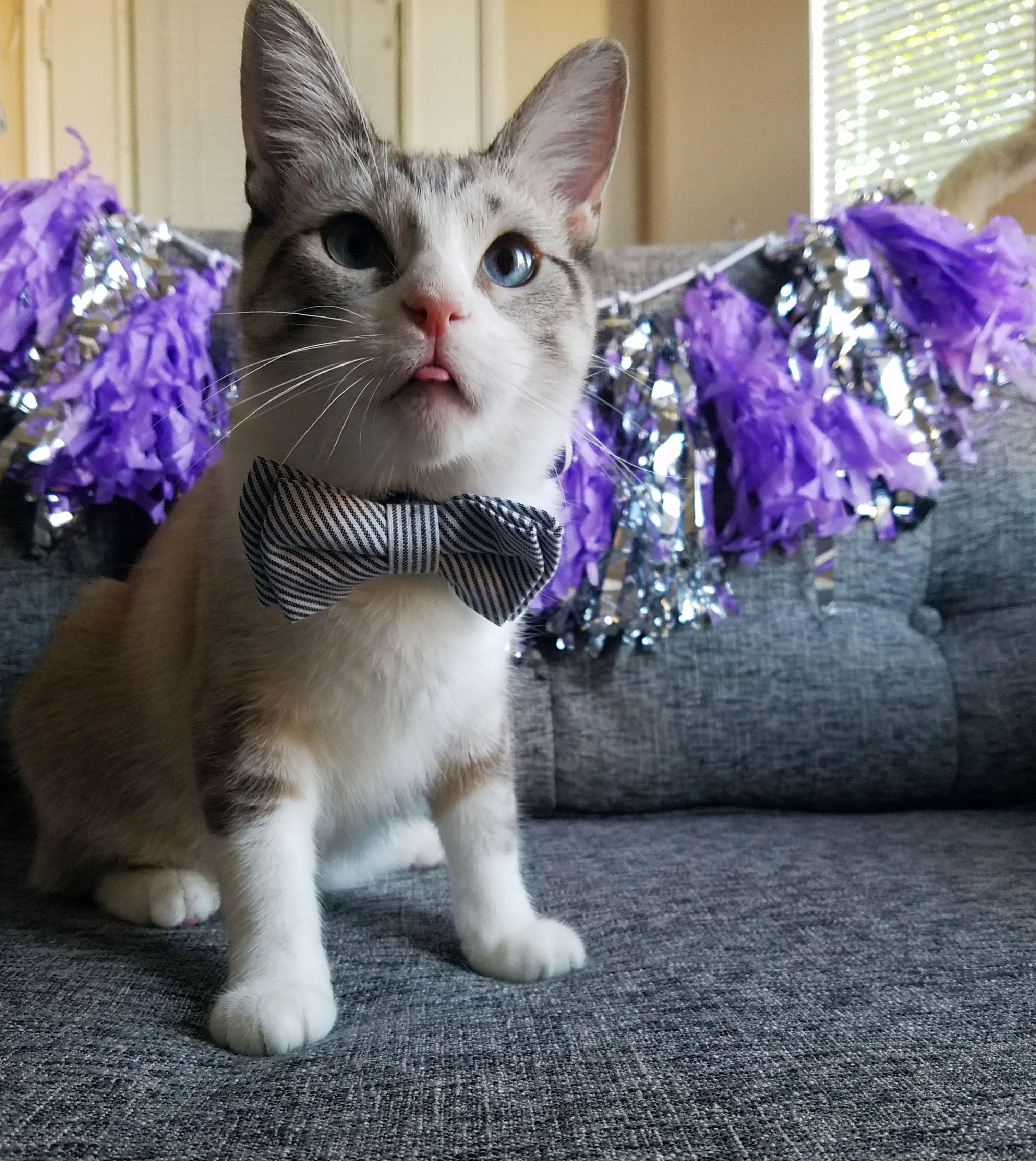 1st birthday party blep! | Scrolller