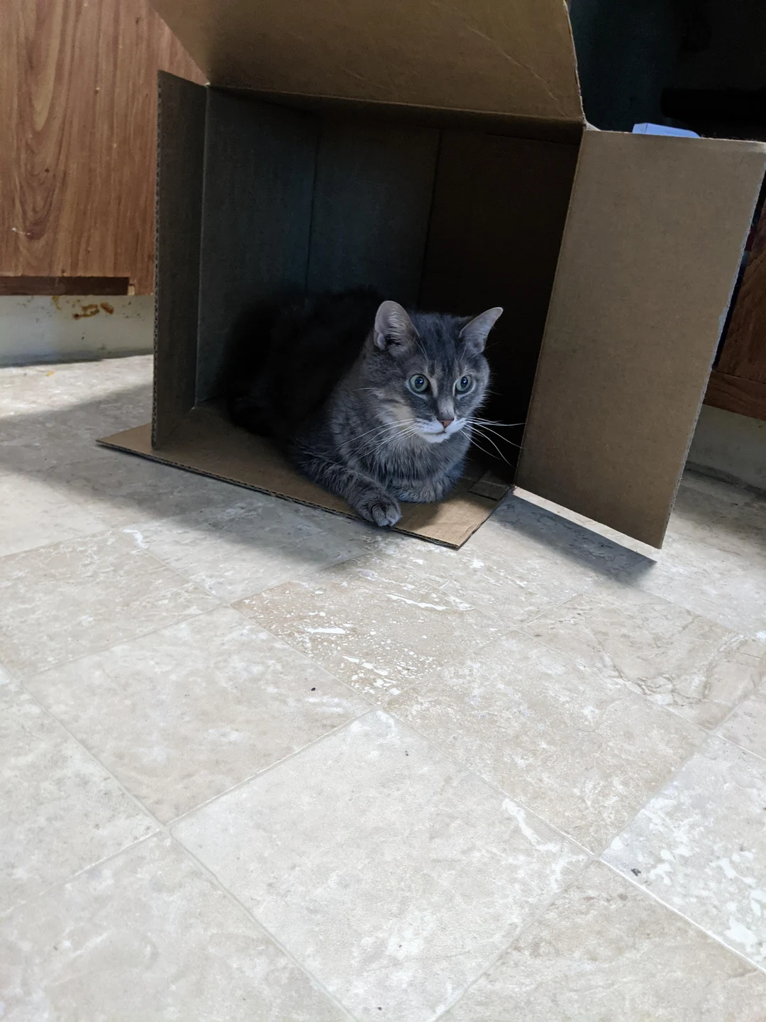 Leo in a box | Scrolller