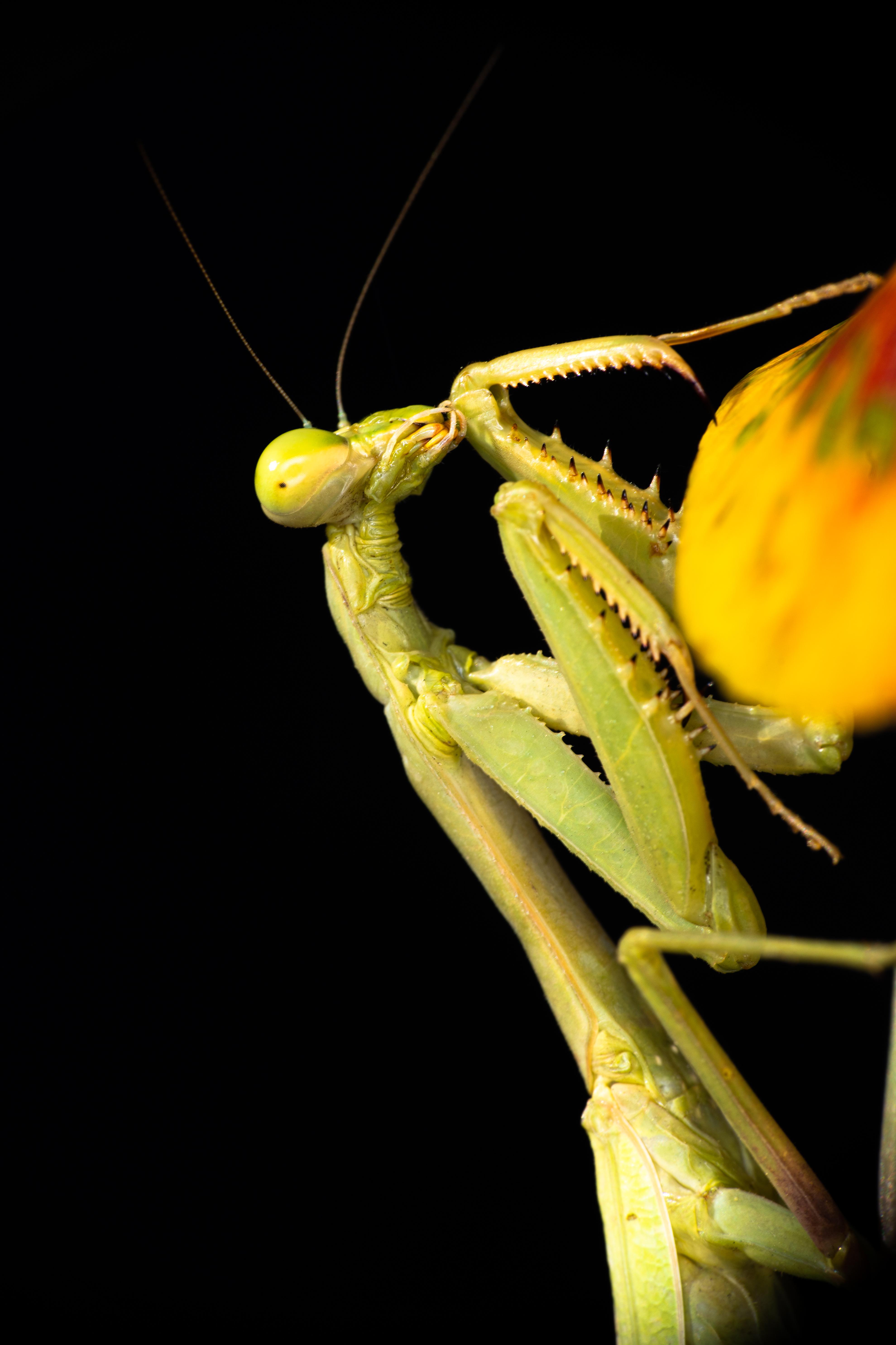 Backyard Praying Mantis | Scrolller