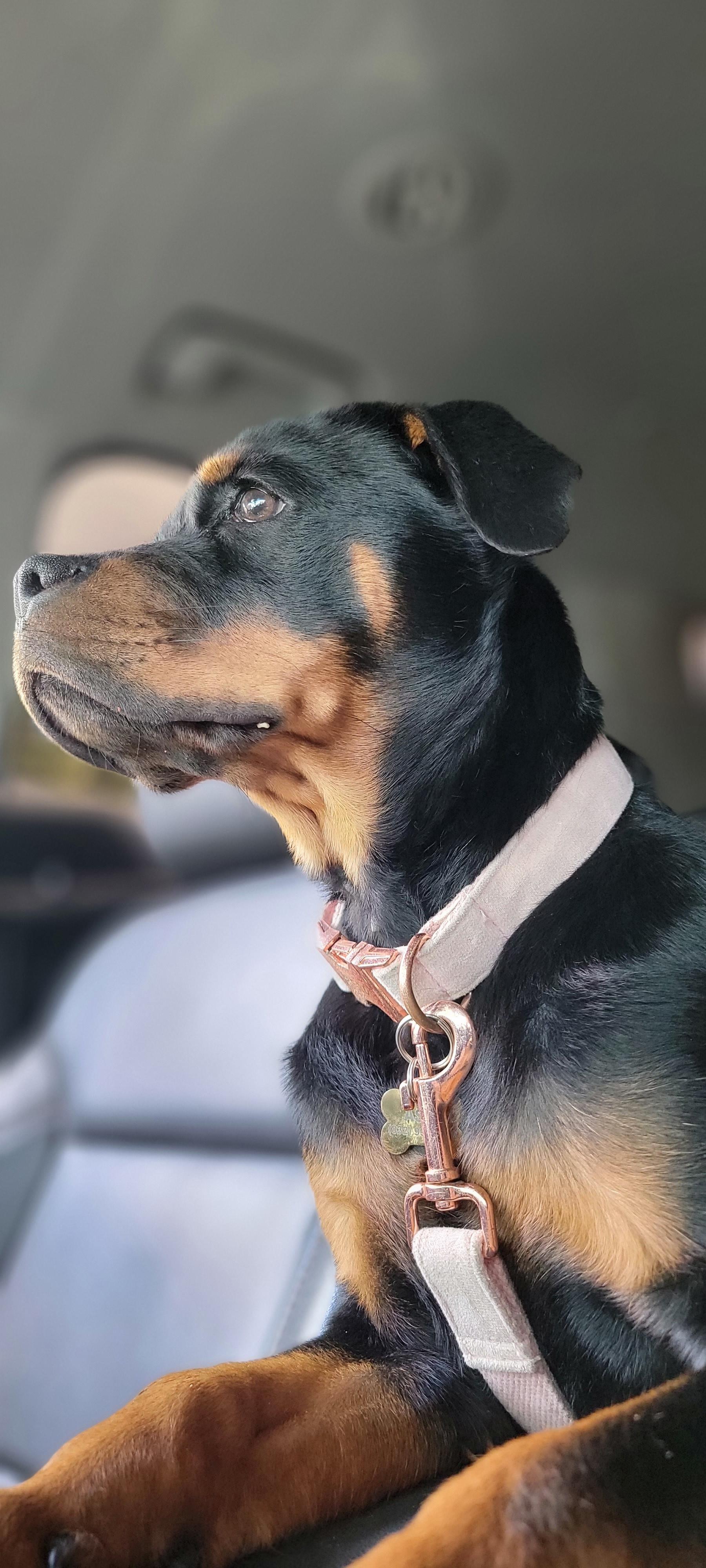 VetDay was amazing 💕 (last shots) | Scrolller