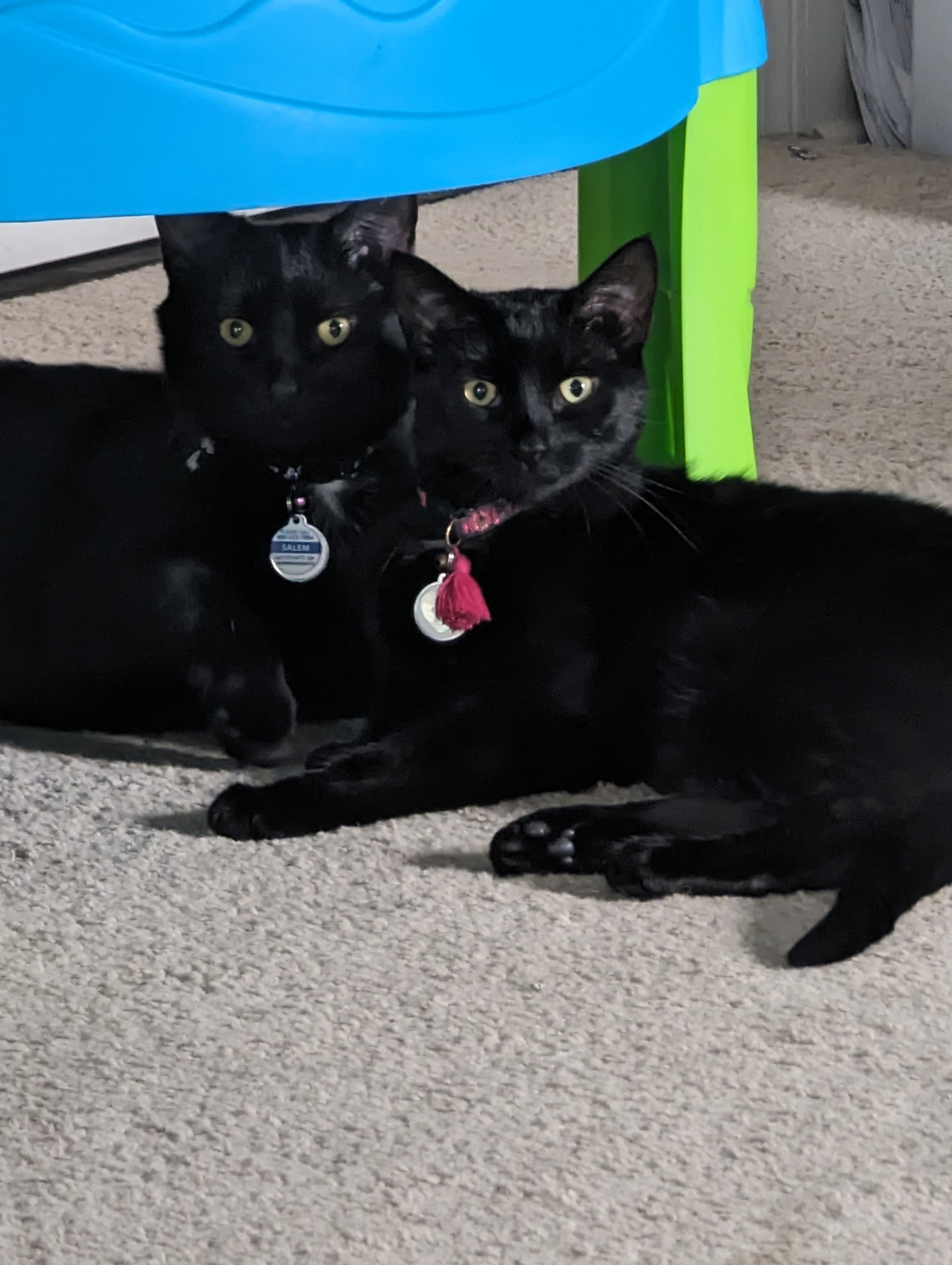 Double trouble! | Scrolller