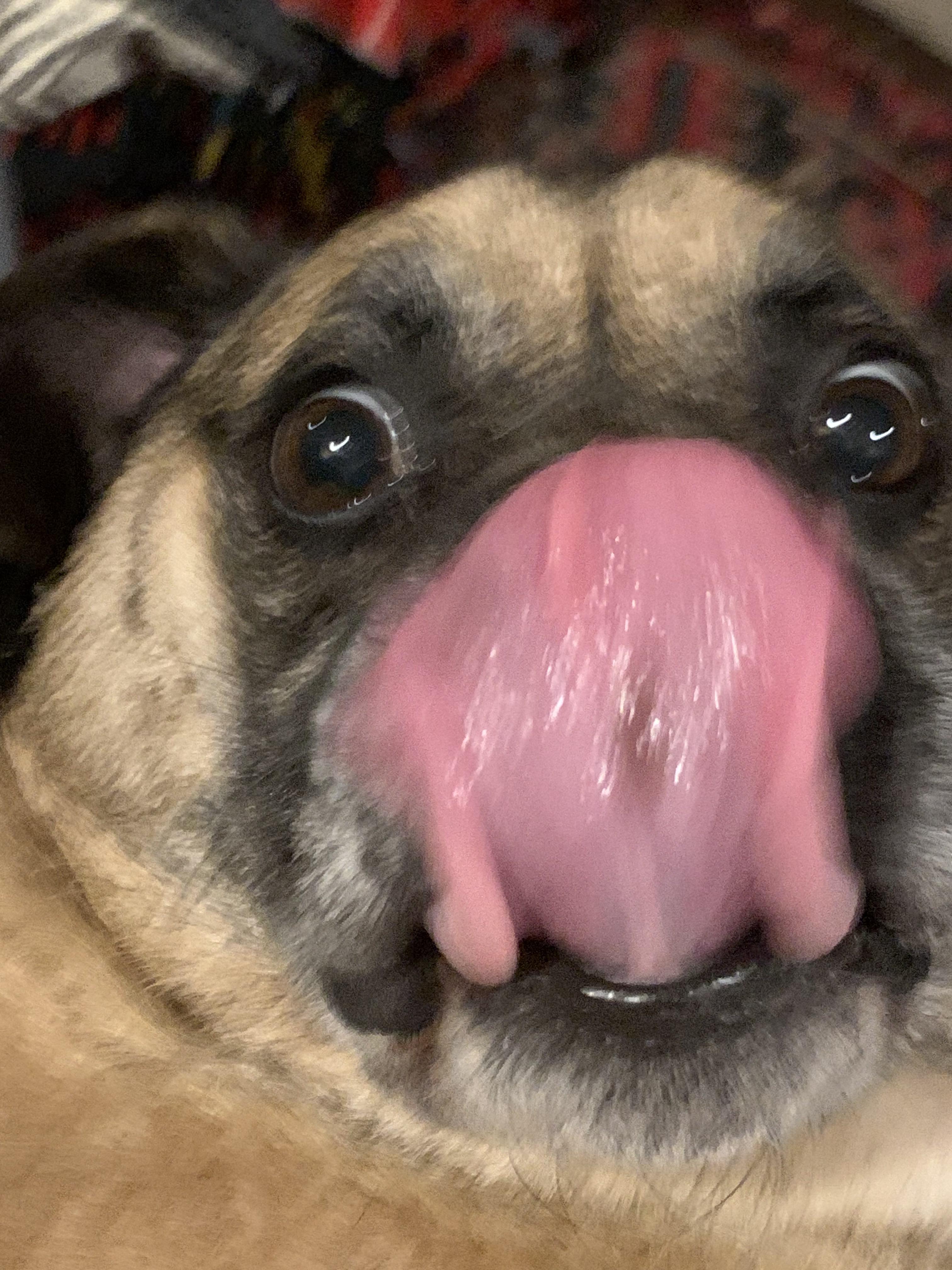 Discover more like Aww: My friend’s derpy good boy and Related Content | Scrolller