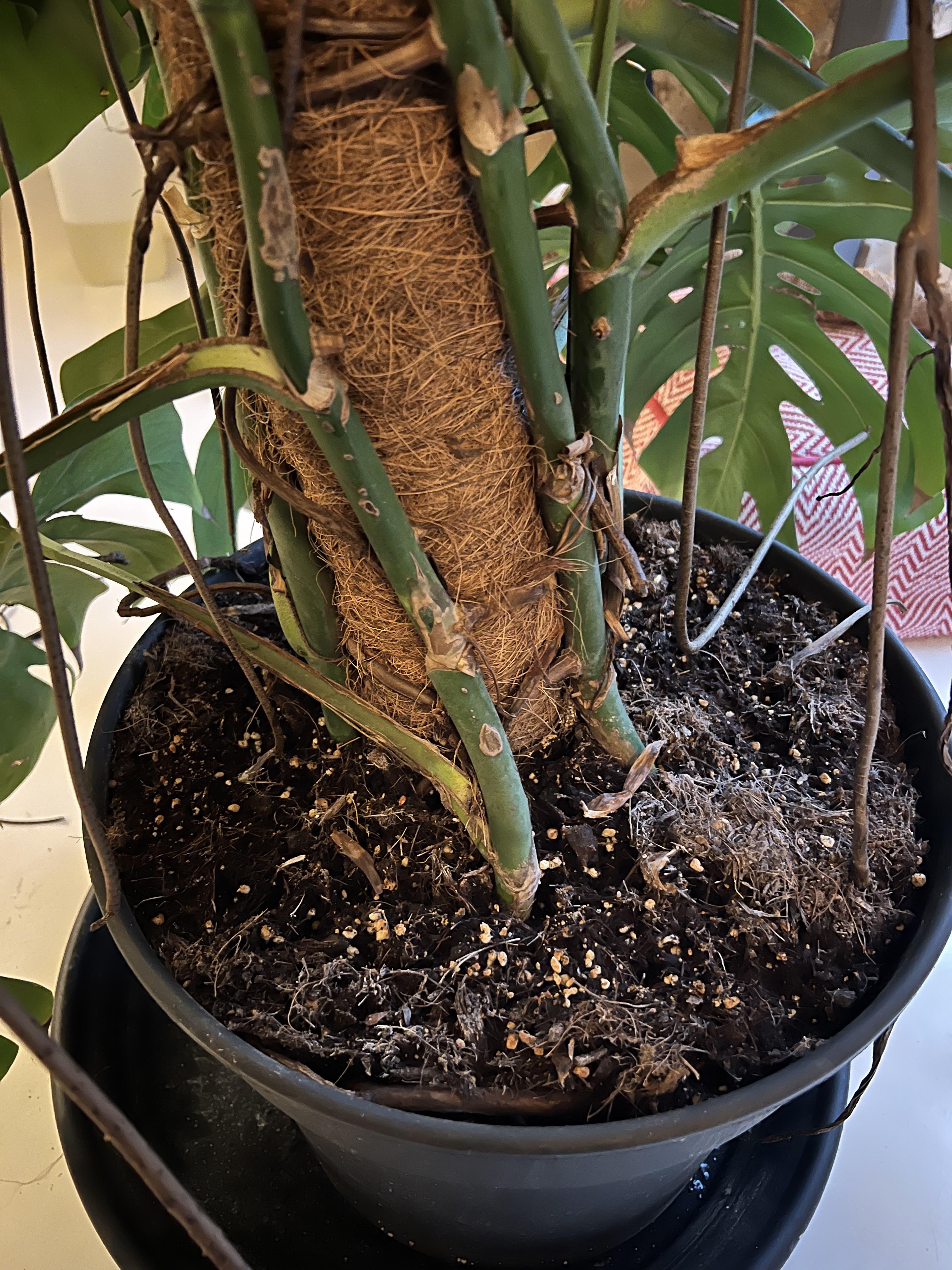 Help with repotting | Scrolller