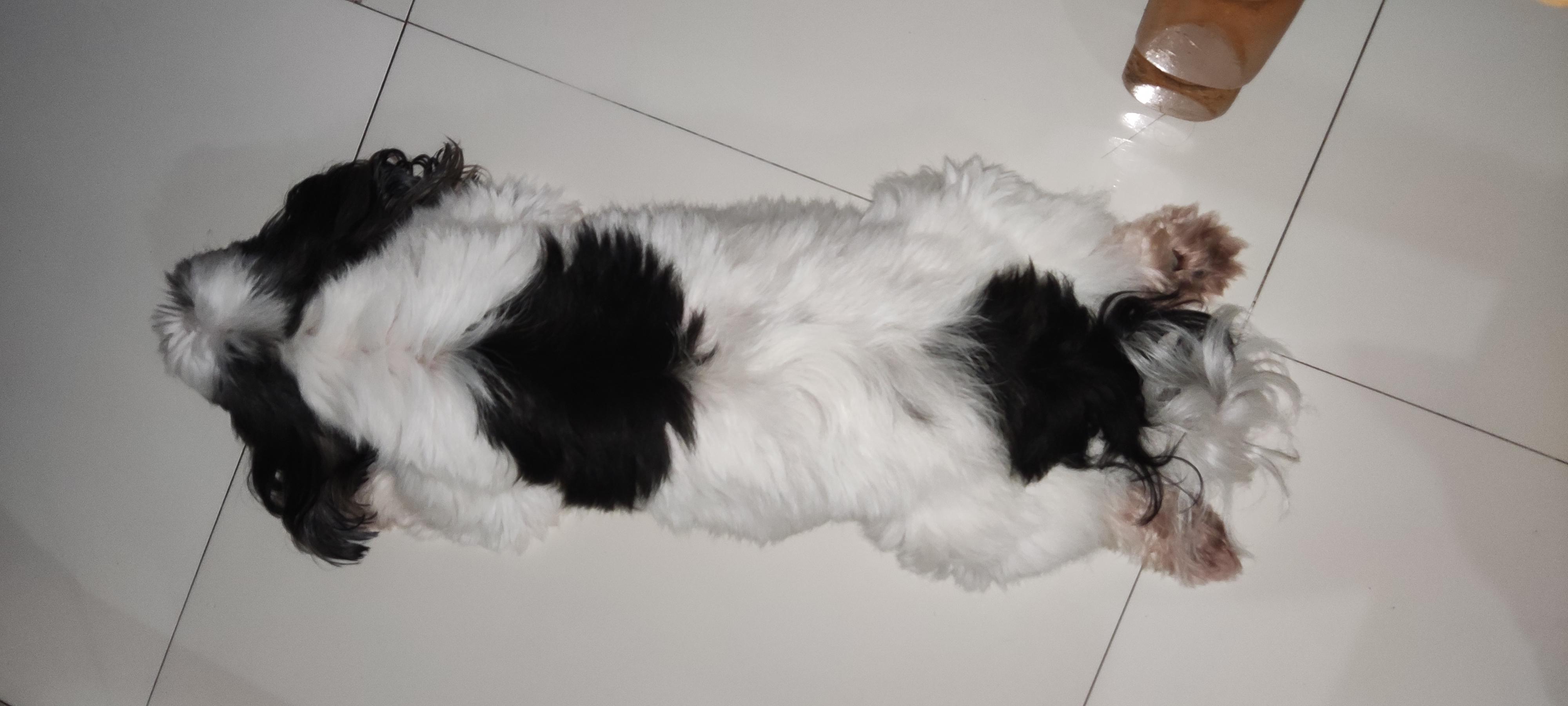 Bellatrix looking like a fluffy cloud | Scrolller