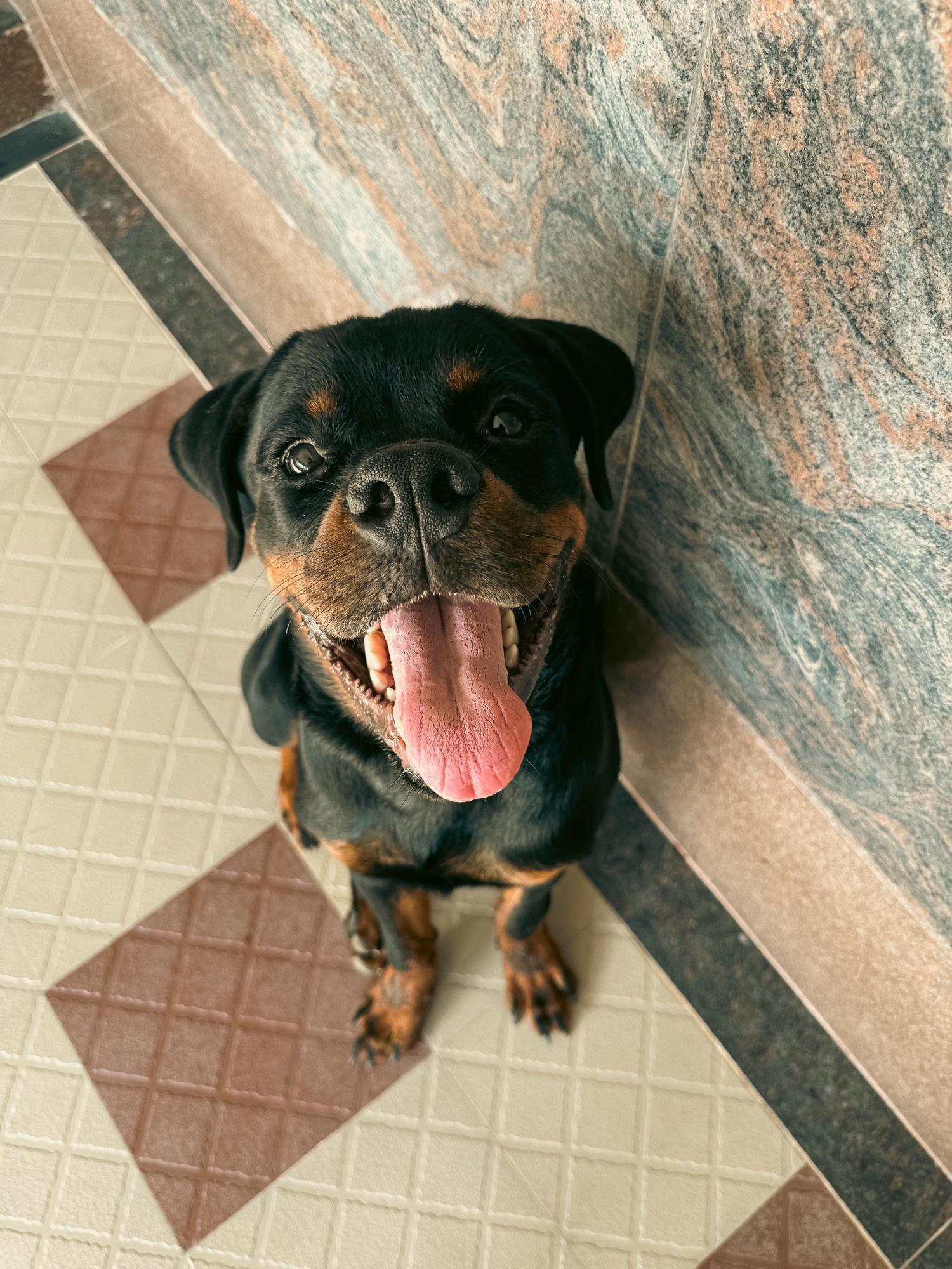 Everyone, meet Shadow! | Scrolller