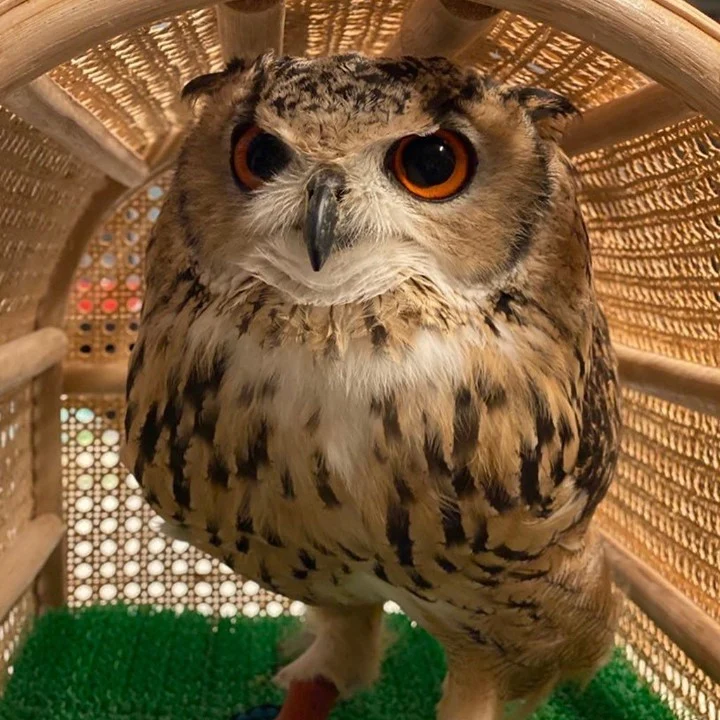 Discover more like Owls: so beautiful and Related Content | Scrolller