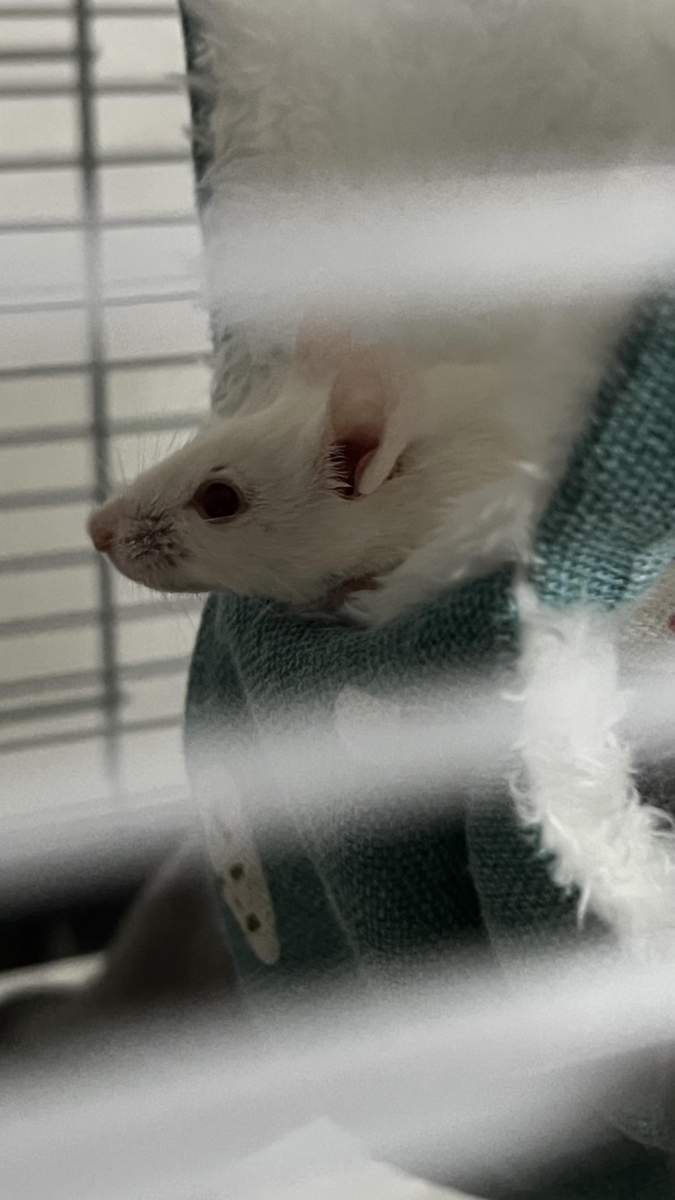 My sweet lemon | Scrolller