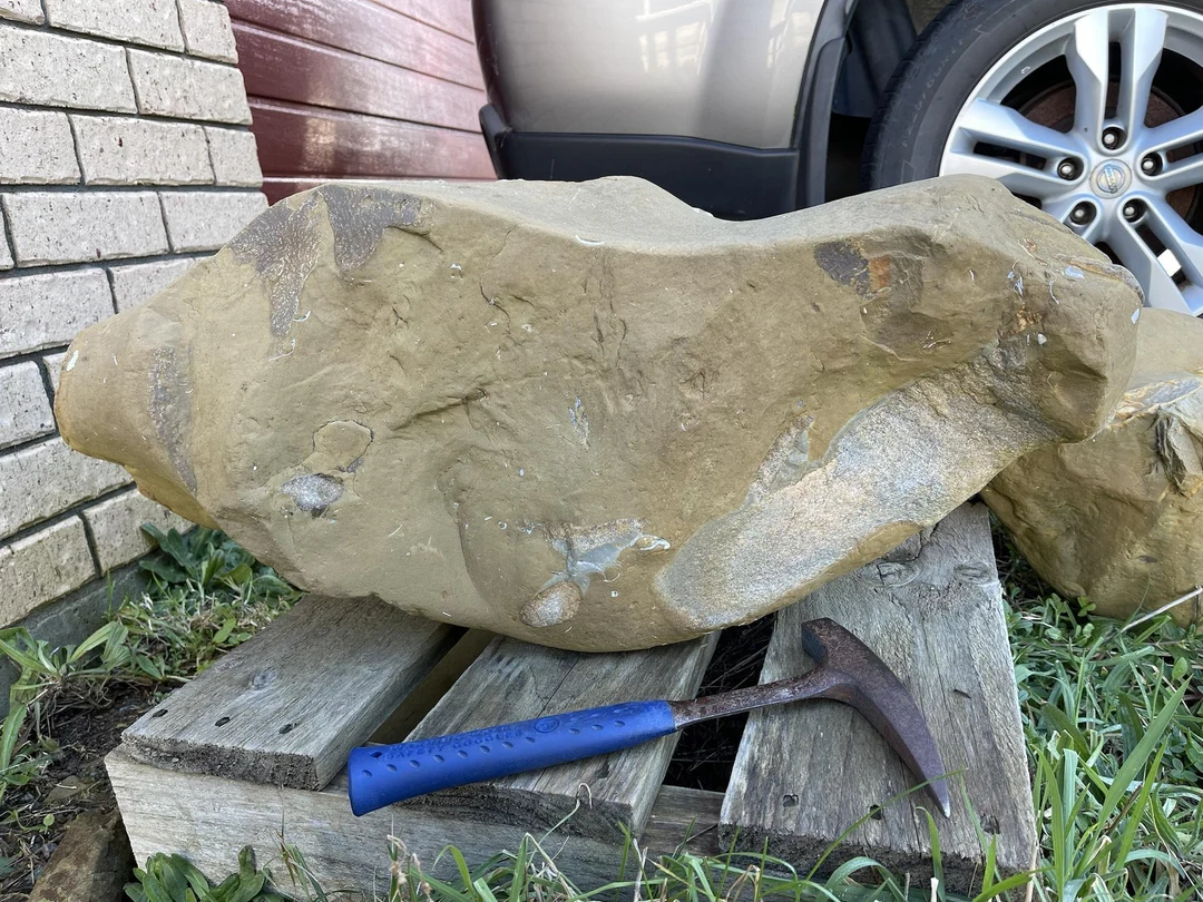 Miocene Cetacean fossil | Scrolller