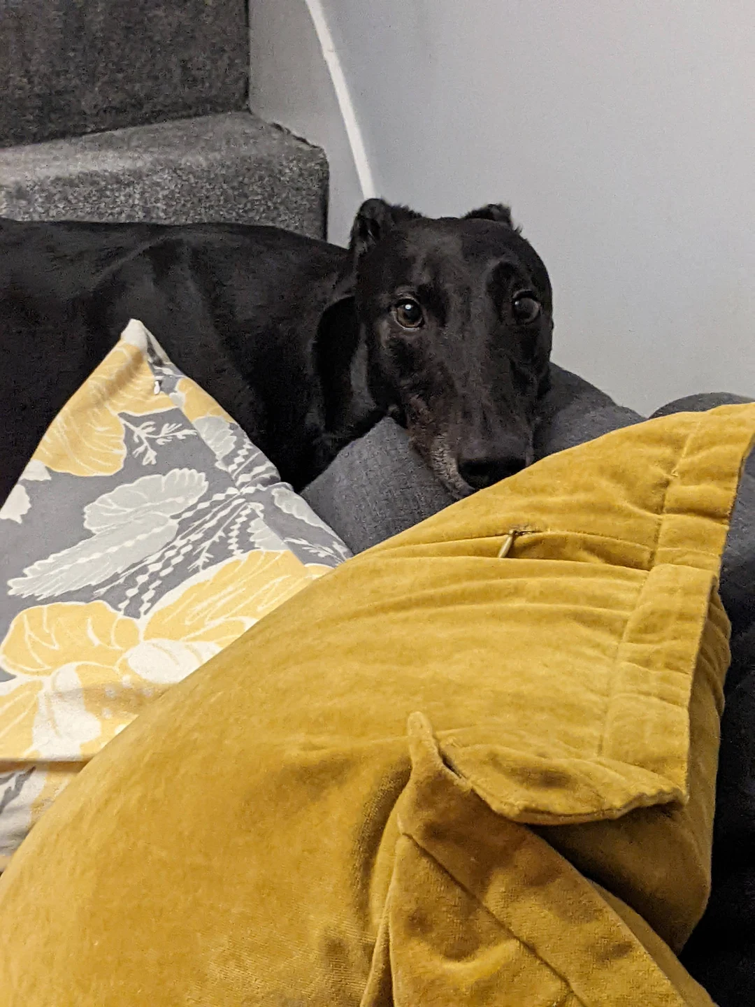 How he asks to sit on the sofa. | Scrolller