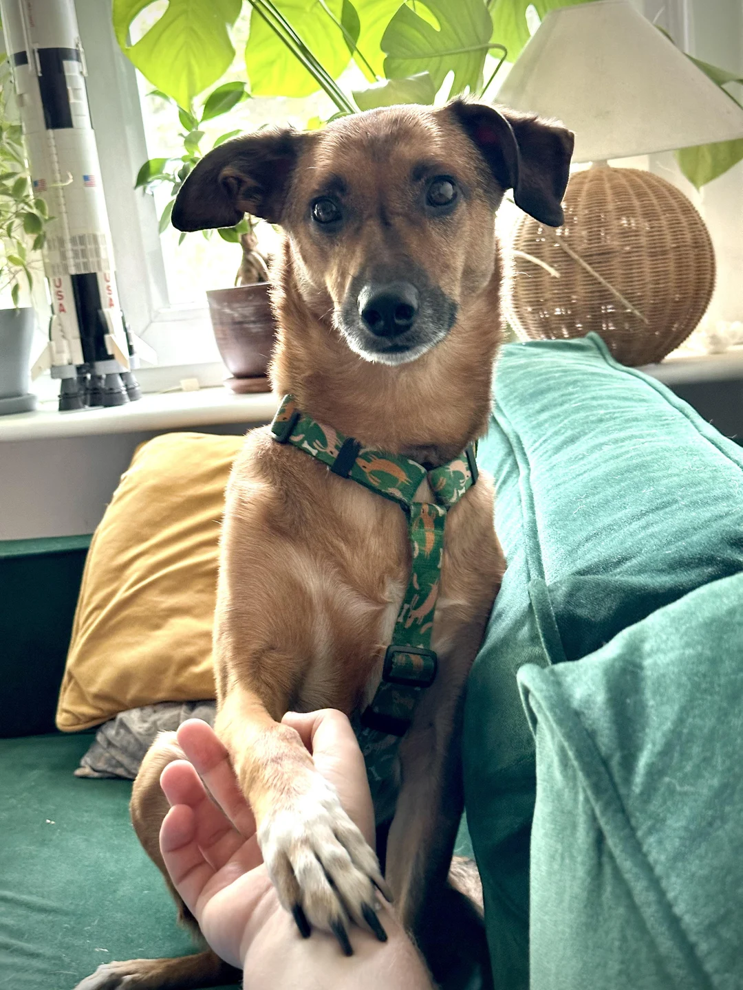 Yes. you can be my human | Scrolller