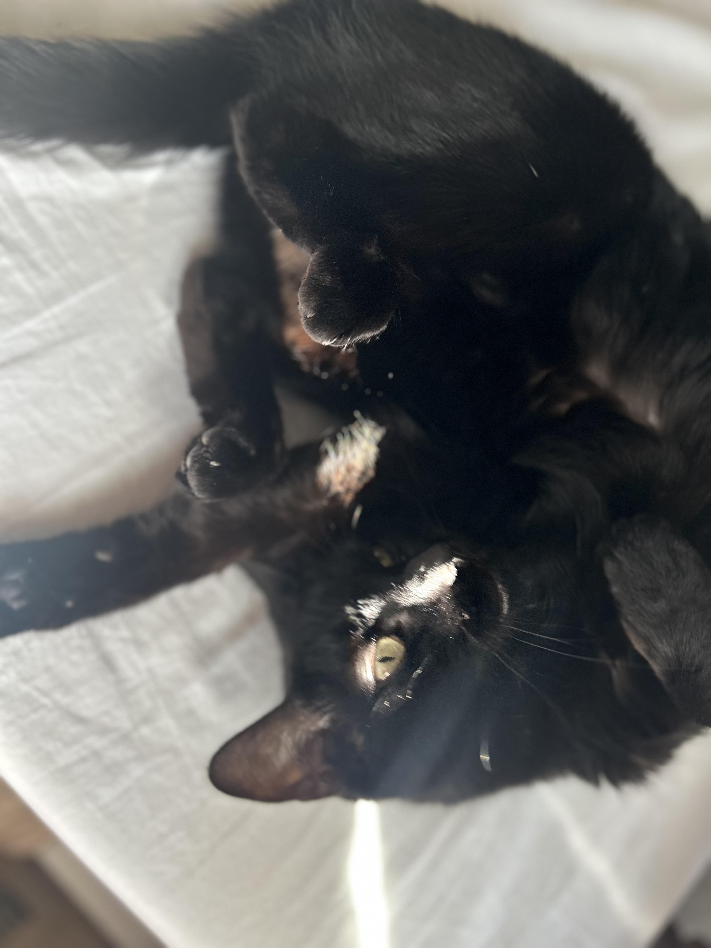 Lloyd the Void | Scrolller