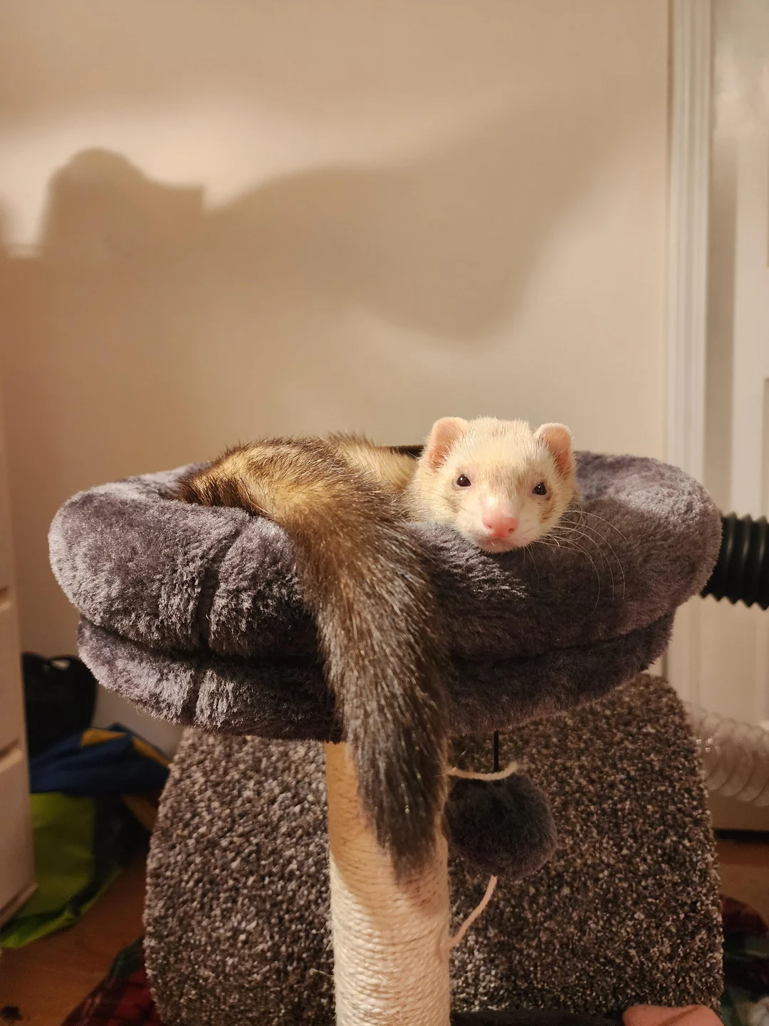 Put her up there because her sister was on the side. The look of utter betrayal | Scrolller