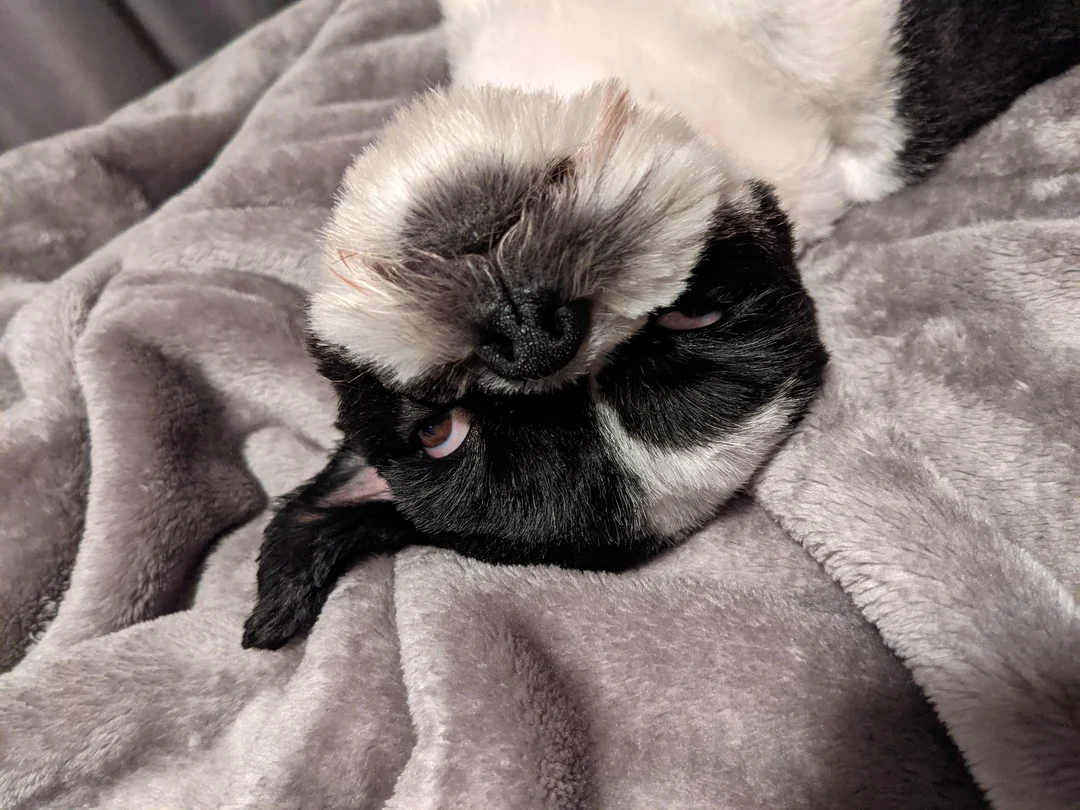 Show Me Your Gracefully Sleeping Dogs | Scrolller