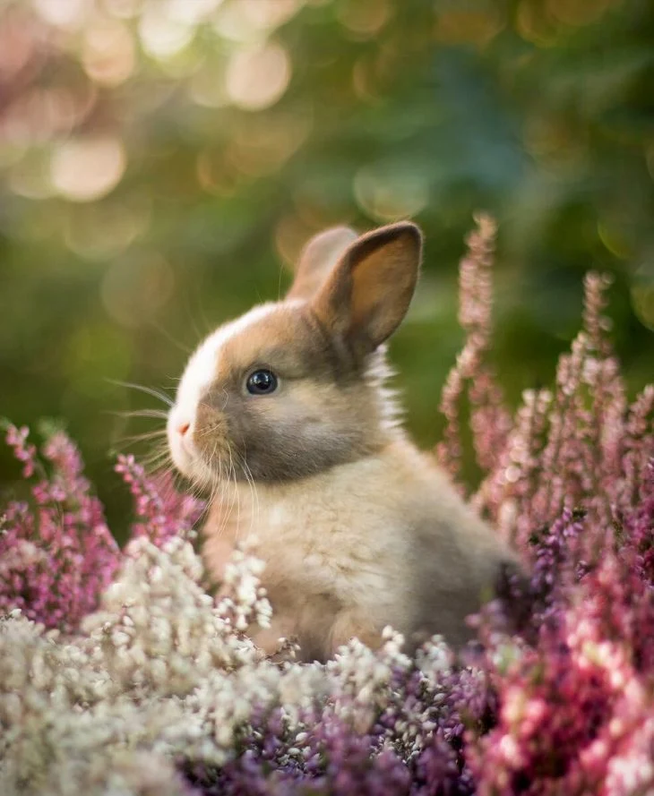 Cute rabbit ;) | Scrolller