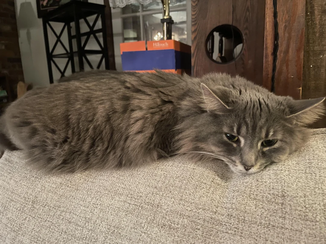 Jinxy just chillin’ | Scrolller