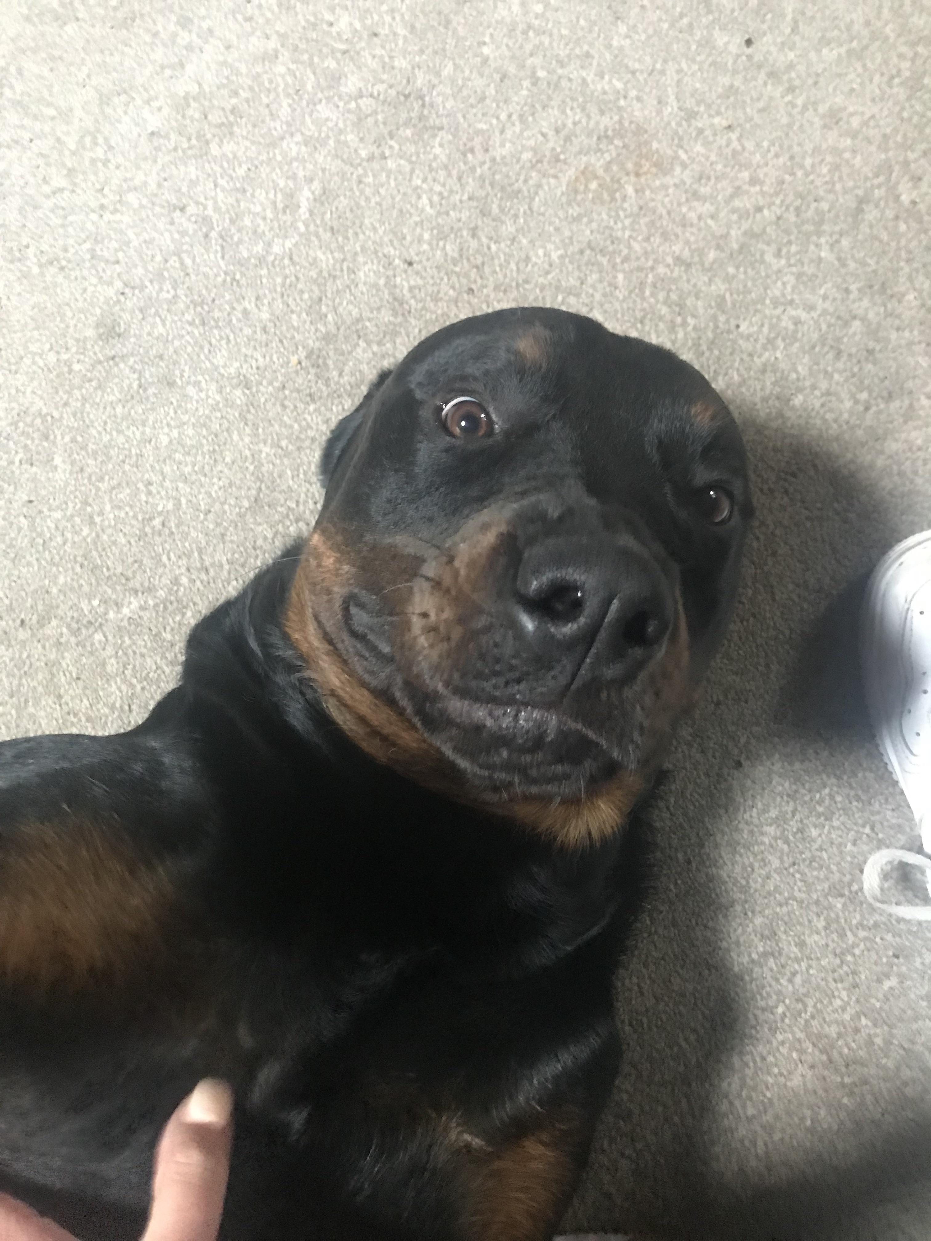 Say hi to Archie! | Scrolller