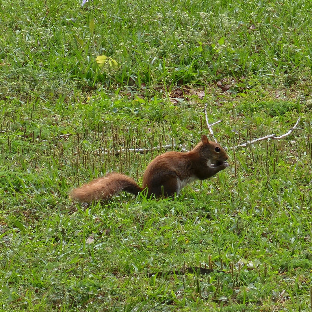 Red Squirrel | Scrolller