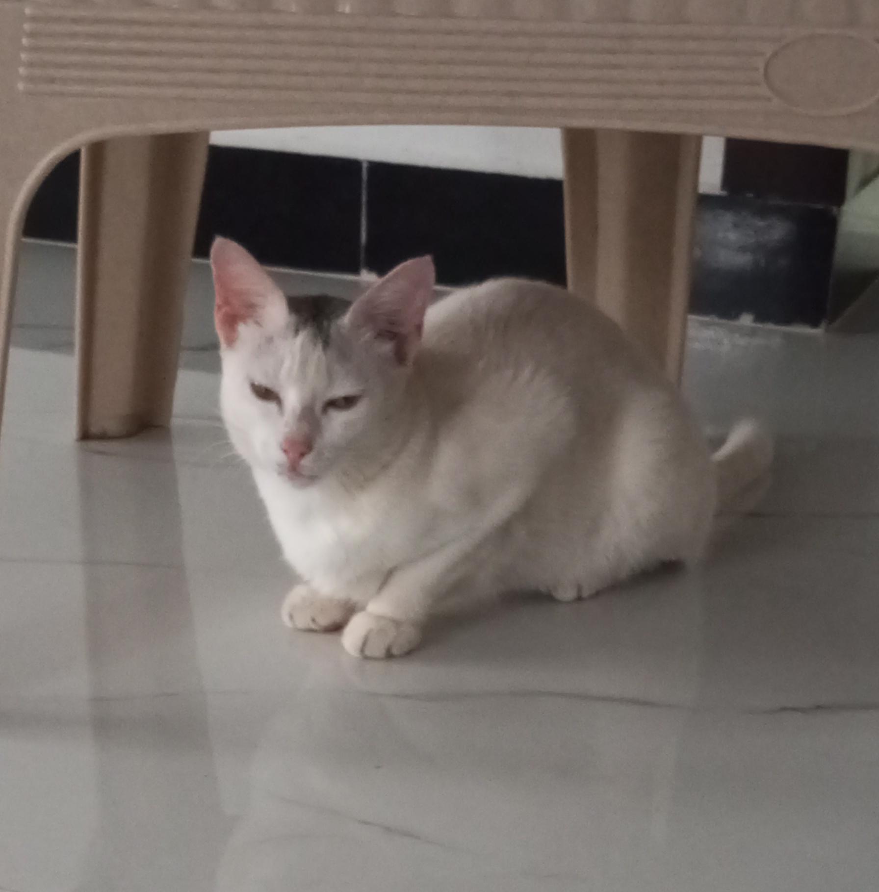 Random stray cat chilling in our house all day | Scrolller