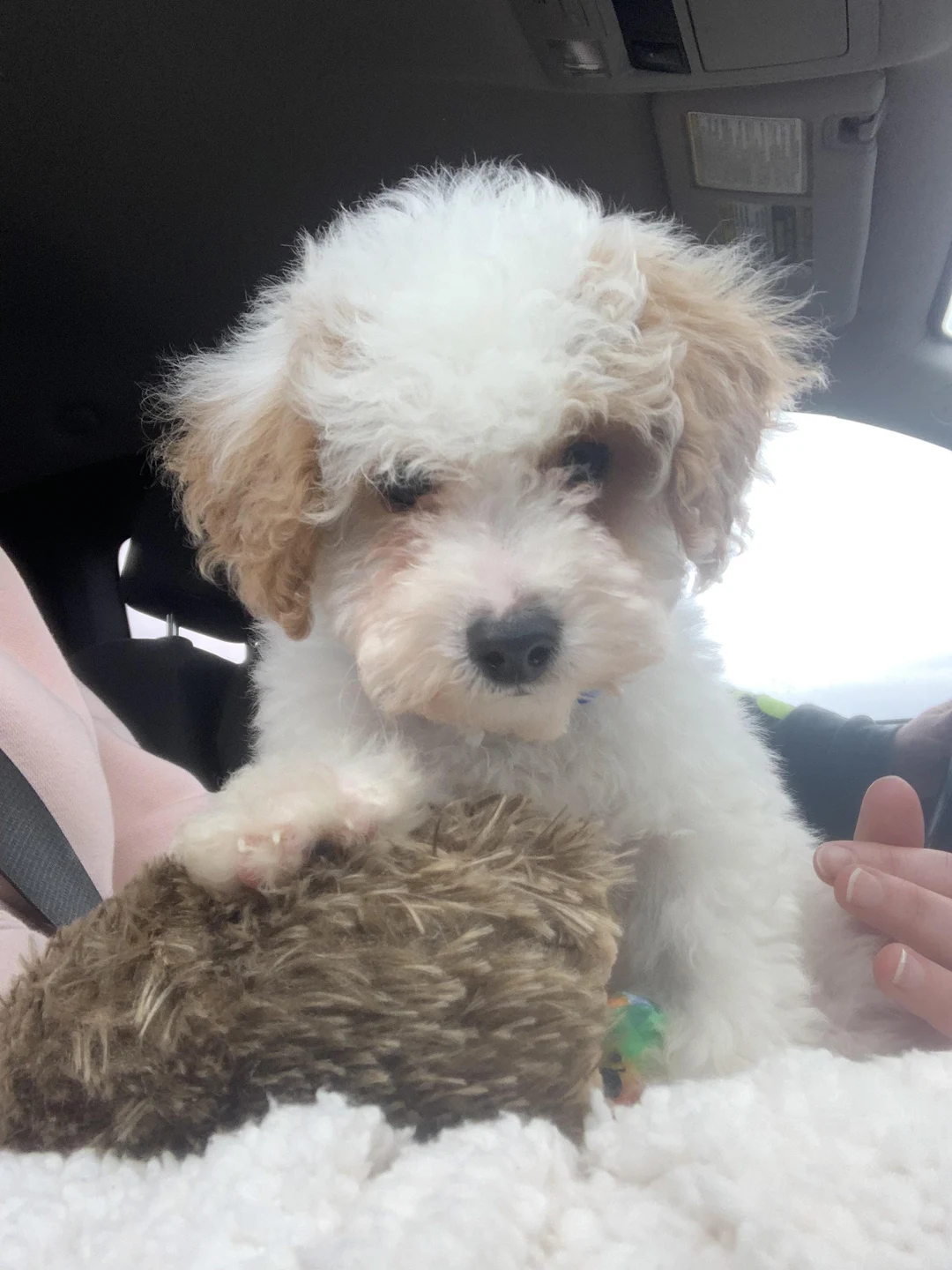 New puppy! Meet Teddy the mini poodle! Need some advice on crate ...