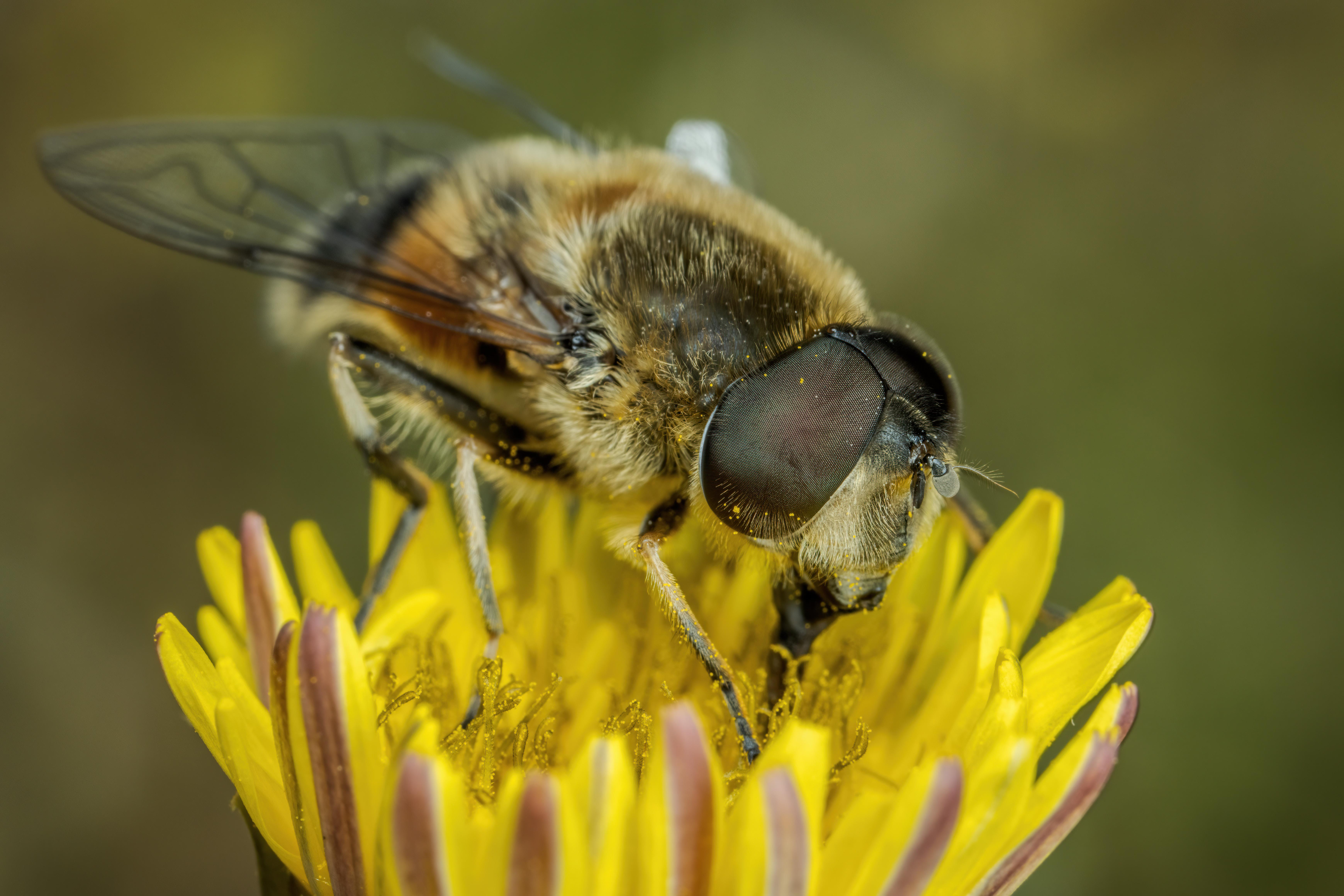 Foraging Drone Hoverfly | Scrolller