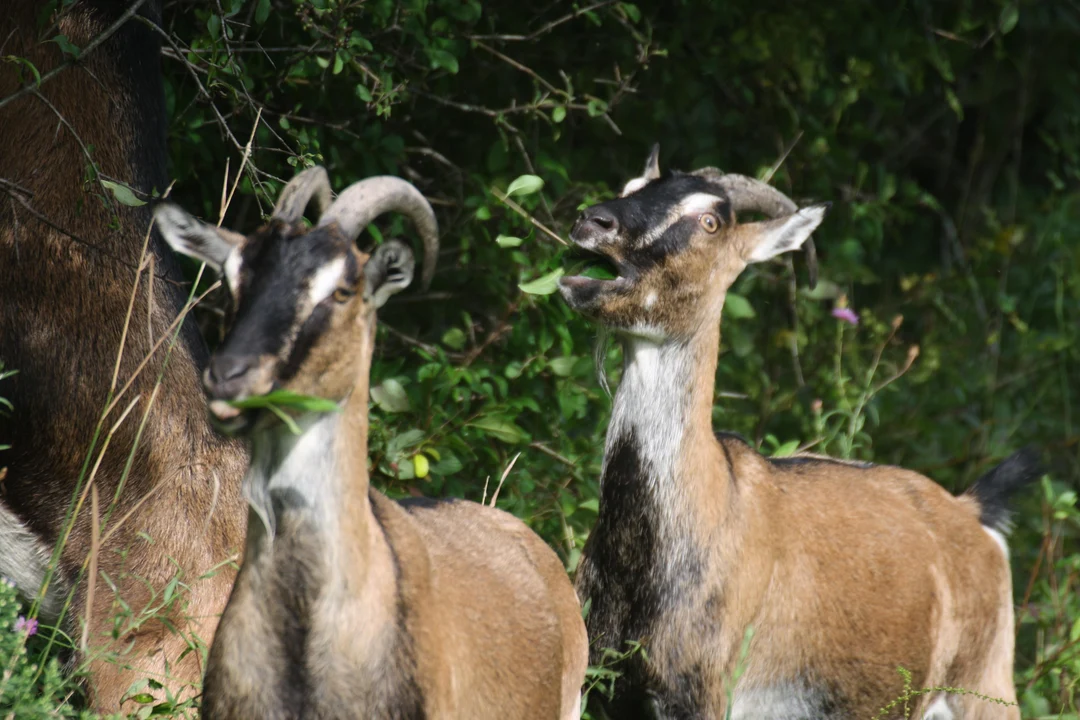 My derpy girls. Also posted in r/goats | Scrolller