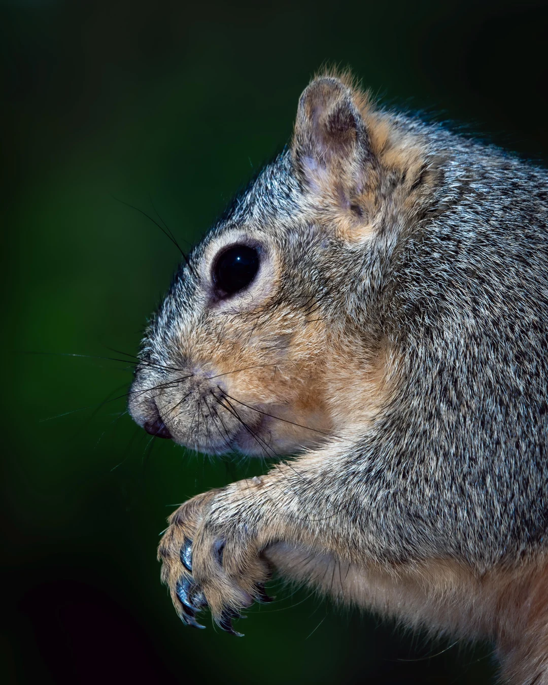 Squirrel | Scrolller