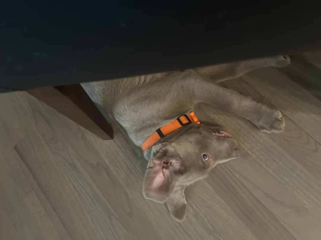 Derpy Devo | Scrolller