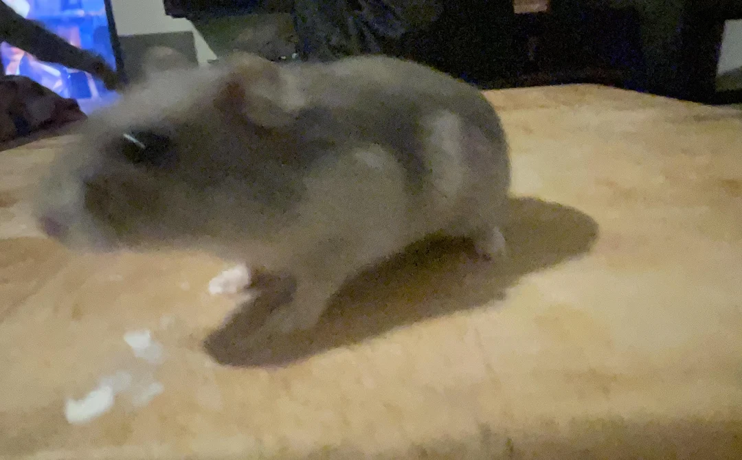 hamster keeps biting cage | Scrolller