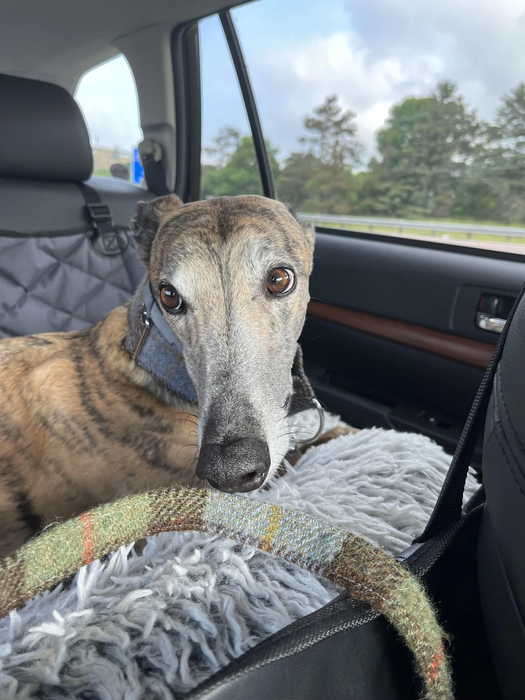 Boston Greyhound Recommendations? | Scrolller