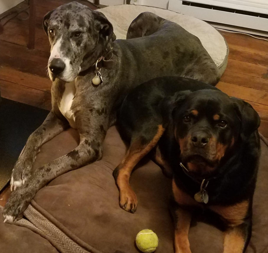 Best Buds Inseparable Companions | Scrolller