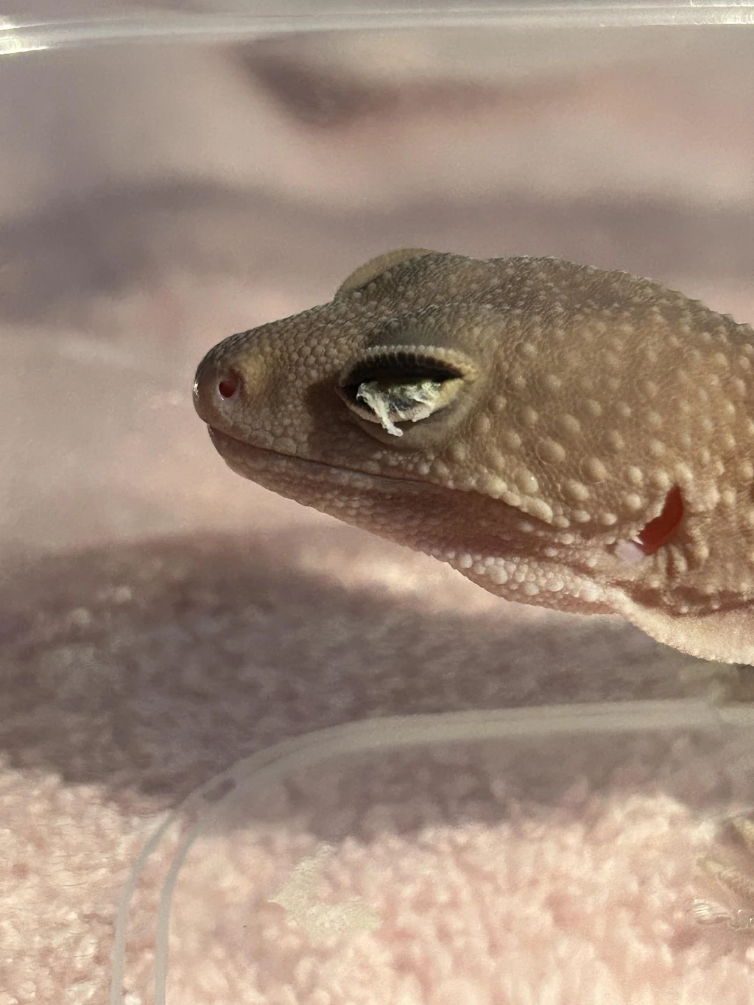 there has been skin stuck to my geckos face. | Scrolller