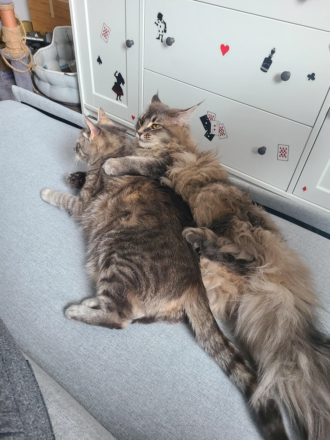 My fluffy Nyx, spooning her big sister Reeces... not even a year old compared to the 16yr old ...