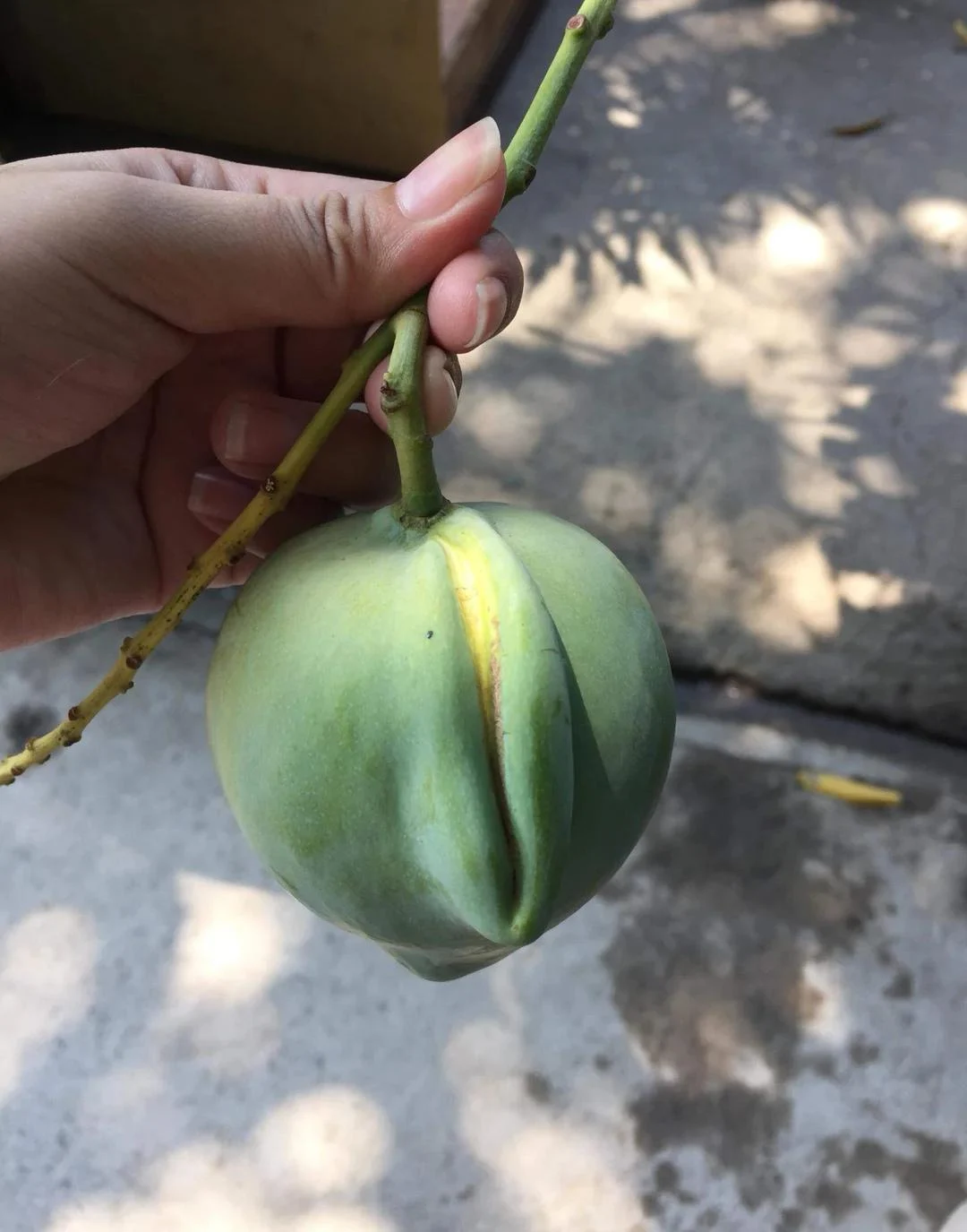 Philippines Mango | Scrolller