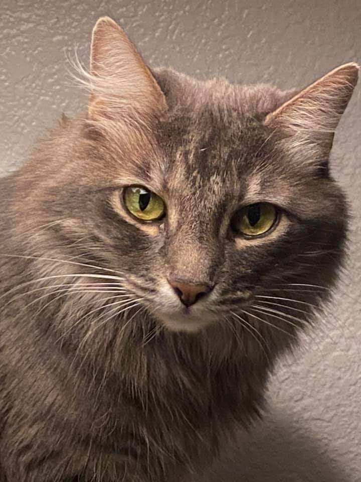 My beauty Cleo | Scrolller