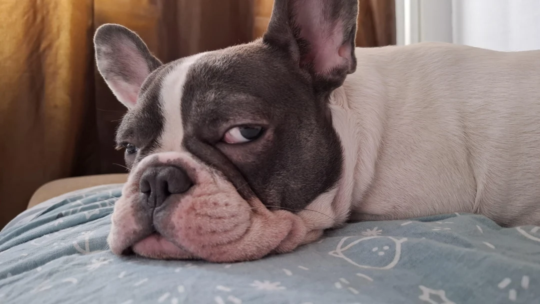 Very tired | Scrolller