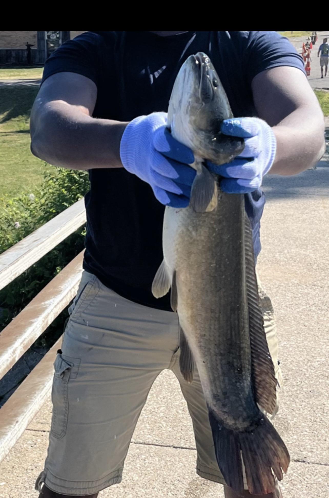 Dogfish ? | Scrolller