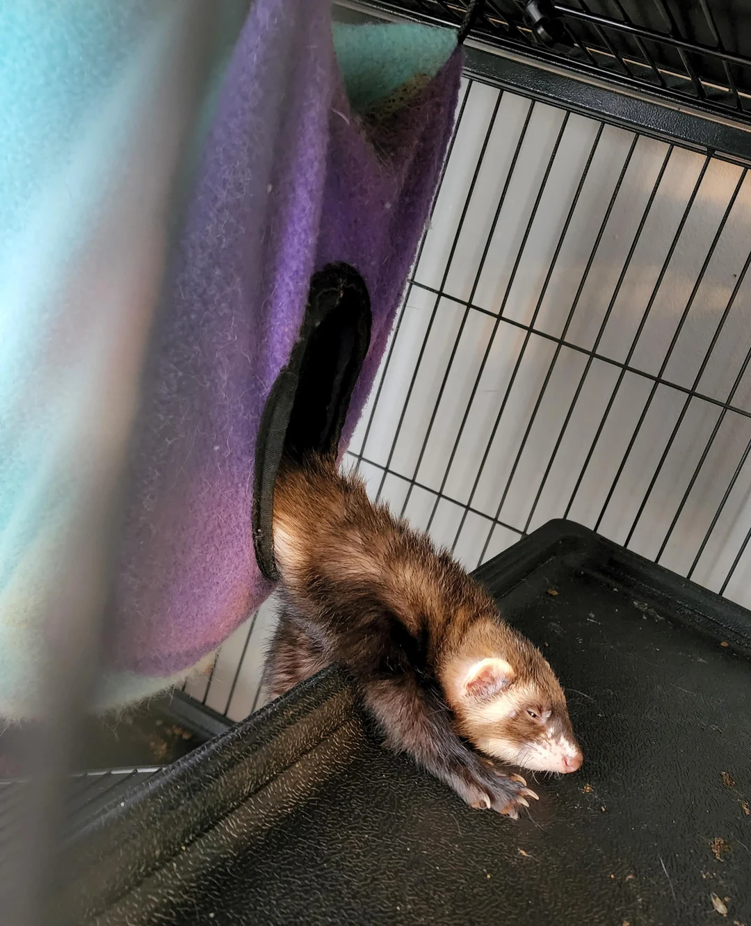 Ferret Bridge | Scrolller