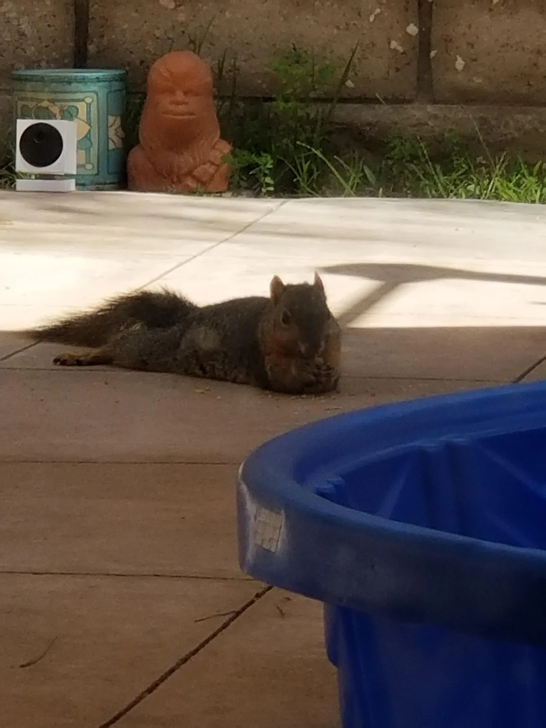 Momma squirrel enjoying her walnuts and pecans 😍 | Scrolller