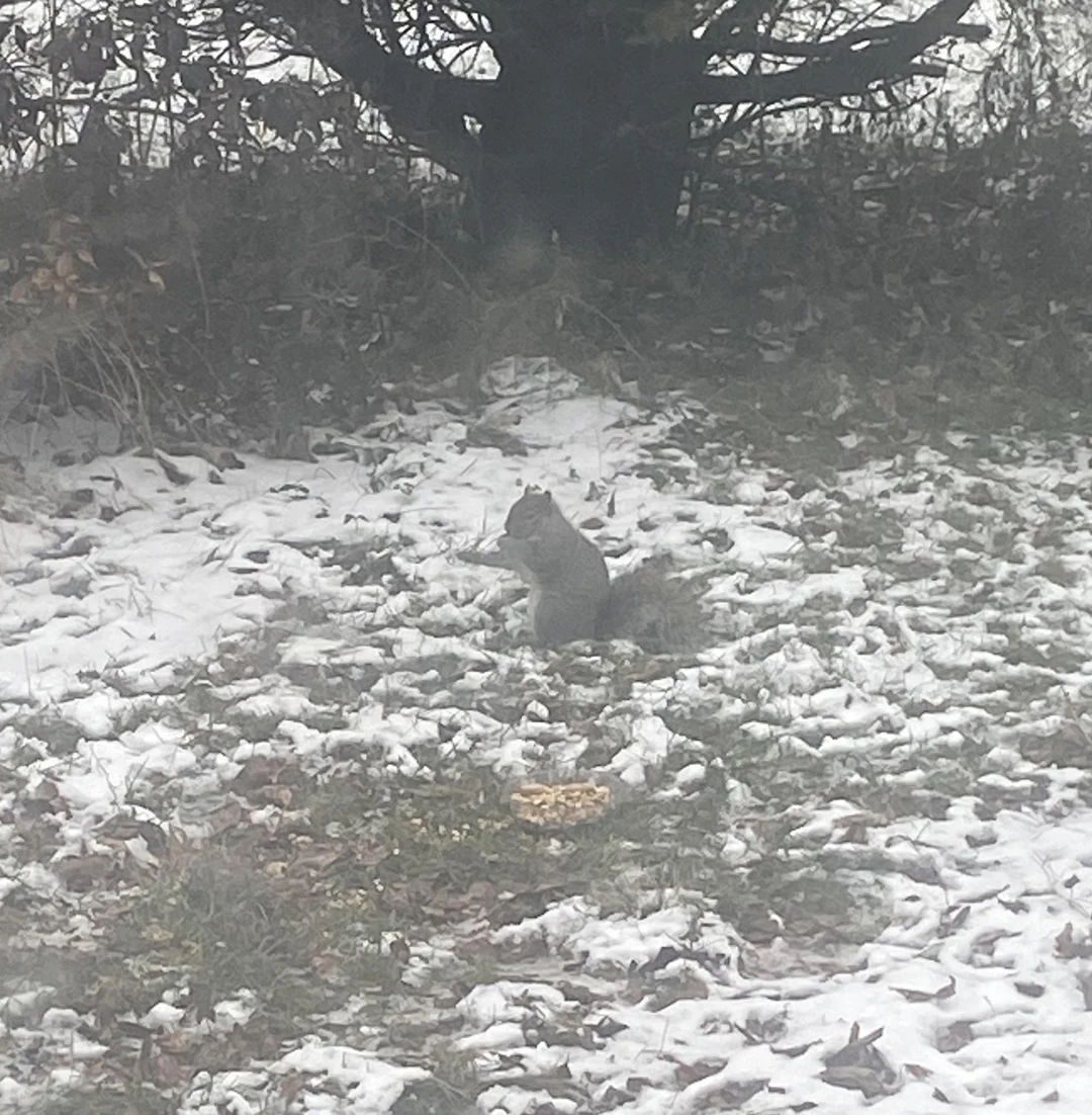 Just watching the squirrels outside | Scrolller