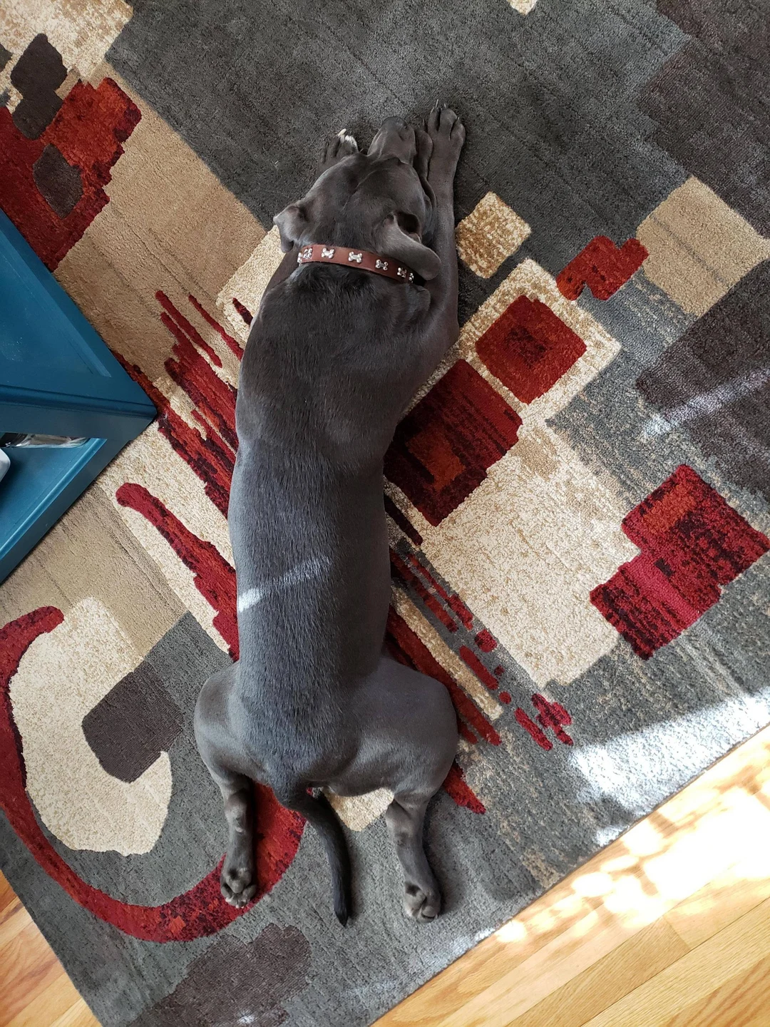 He really likes the new carpet | Scrolller