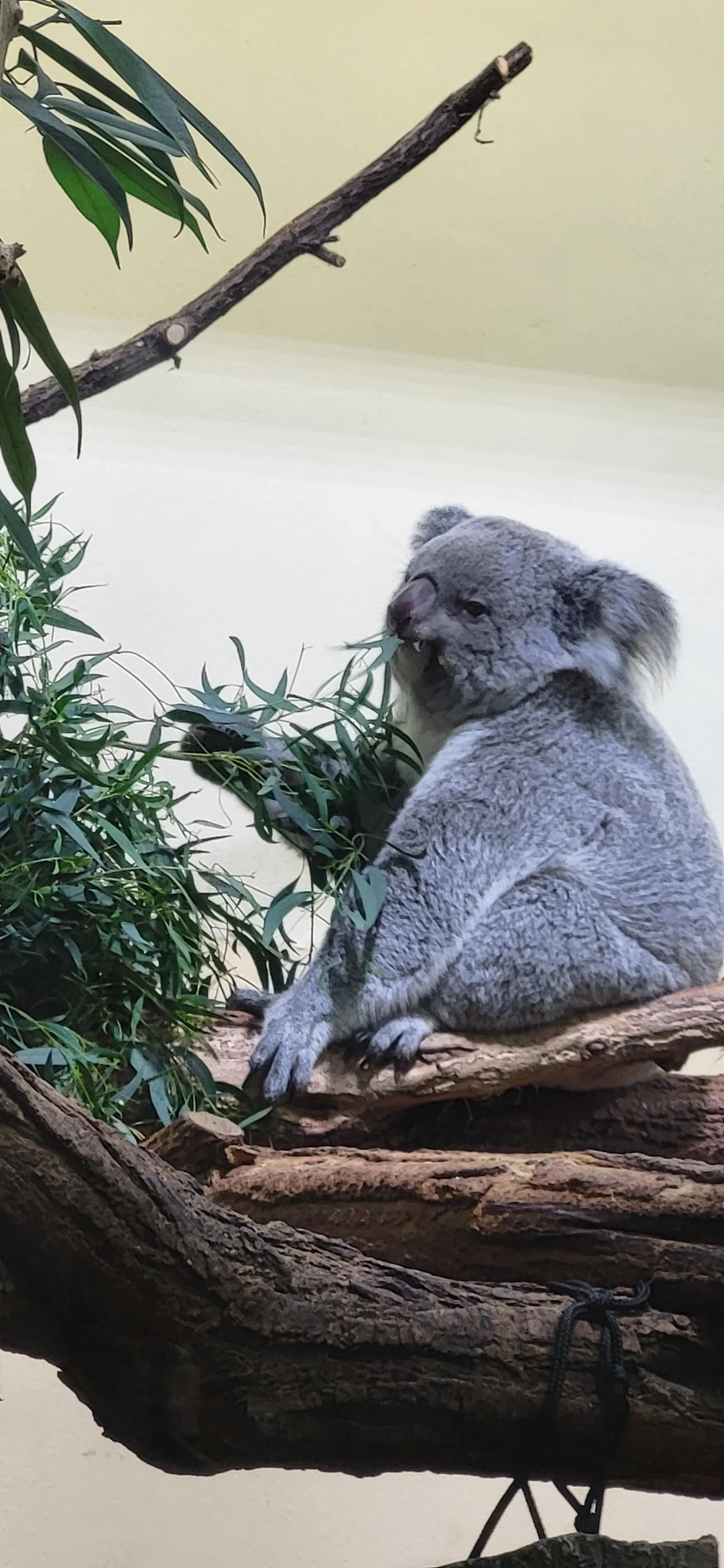 Koala i saw today | Scrolller