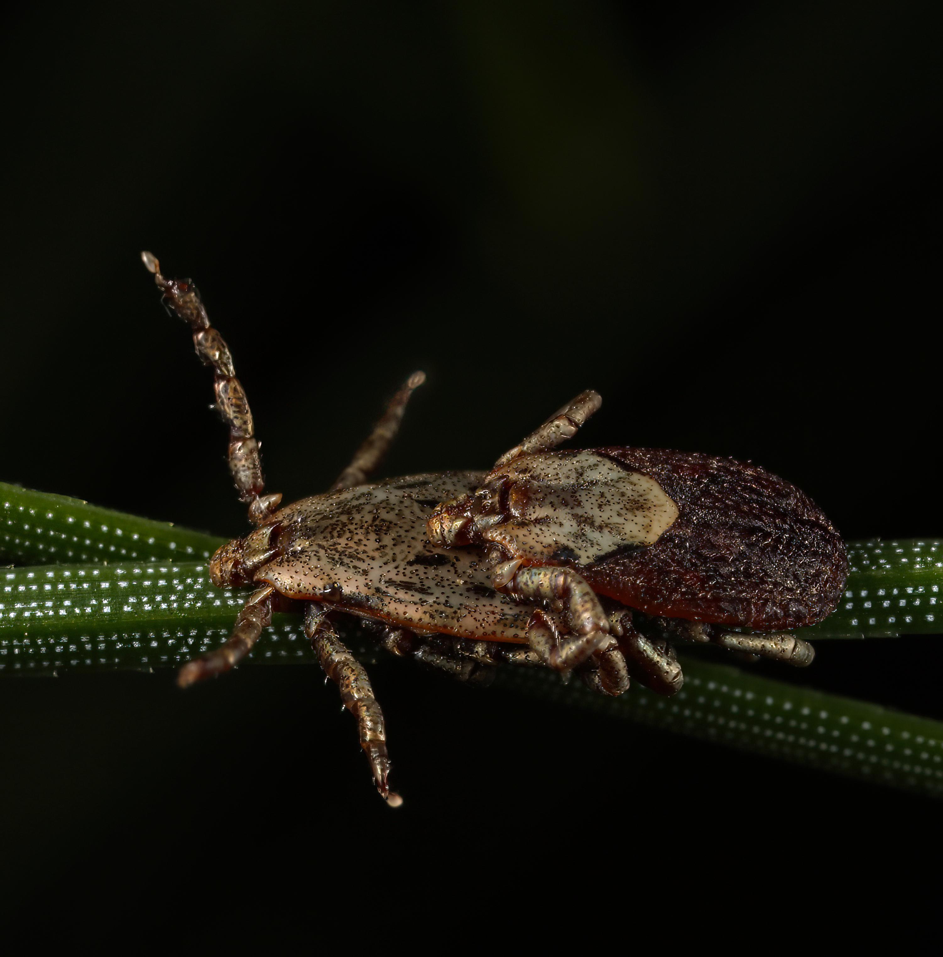 Ticks in Pinnacles National Park! | Scrolller