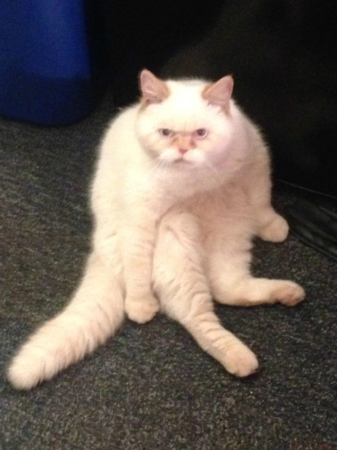 Get a cat they said. Cats are so cute and cuddly they said. | Scrolller