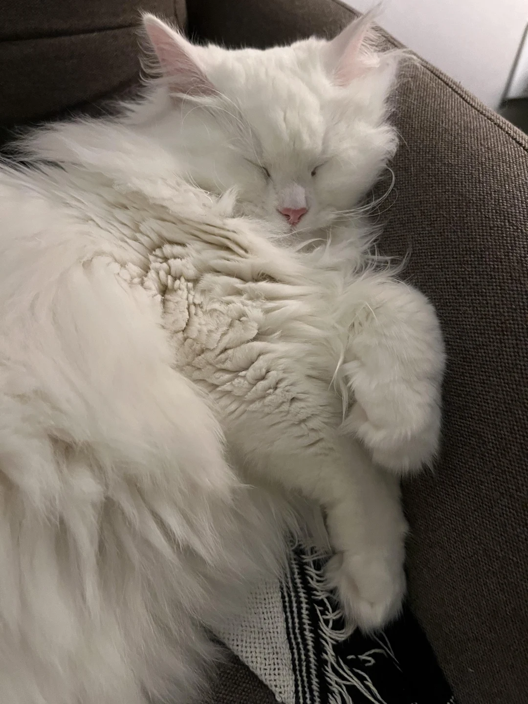 A floof napping | Scrolller