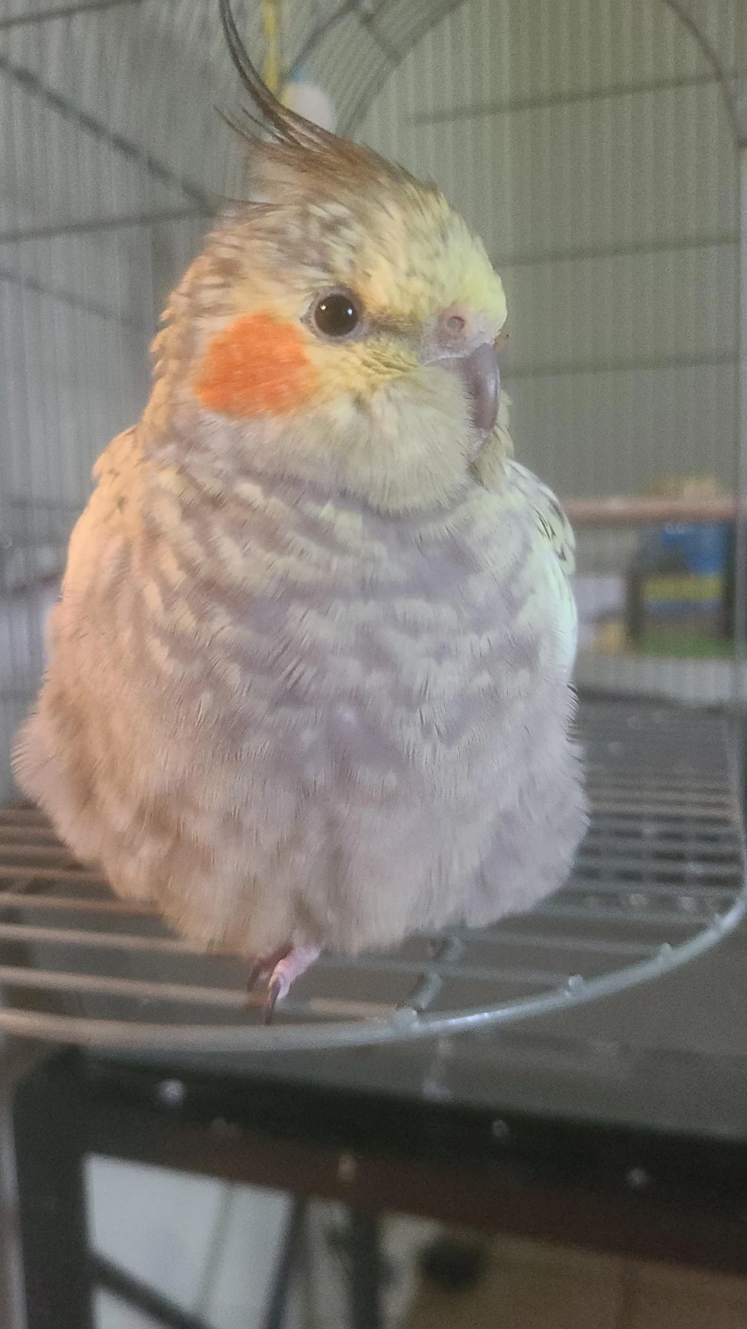 Theyre so fluffy | Scrolller