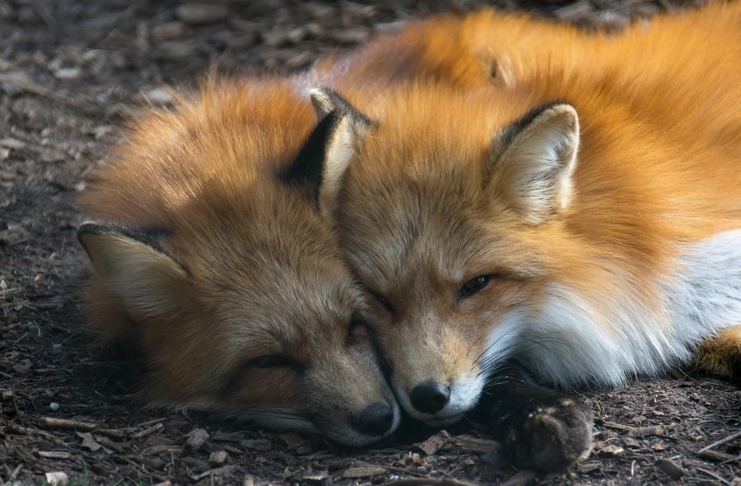 Red foxes | Scrolller