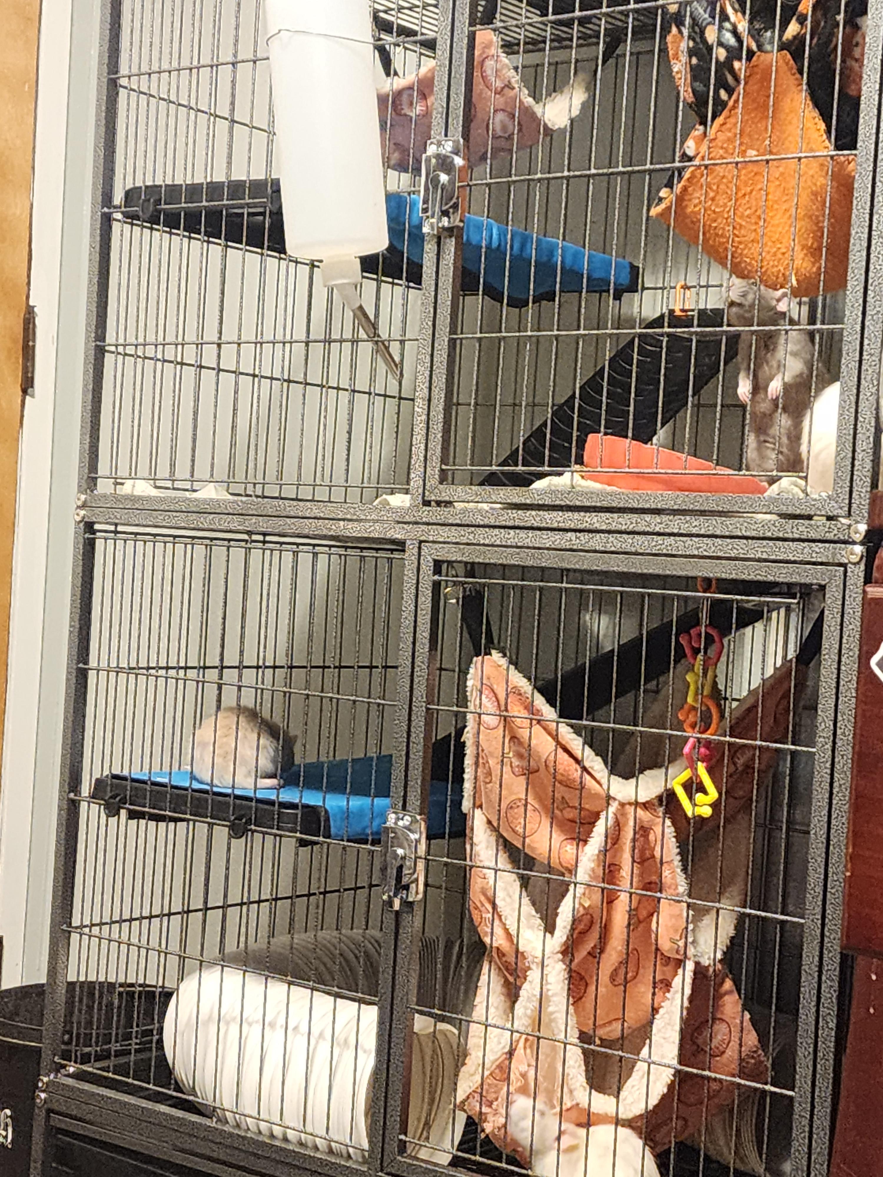 Keeping them in the cage | Scrolller